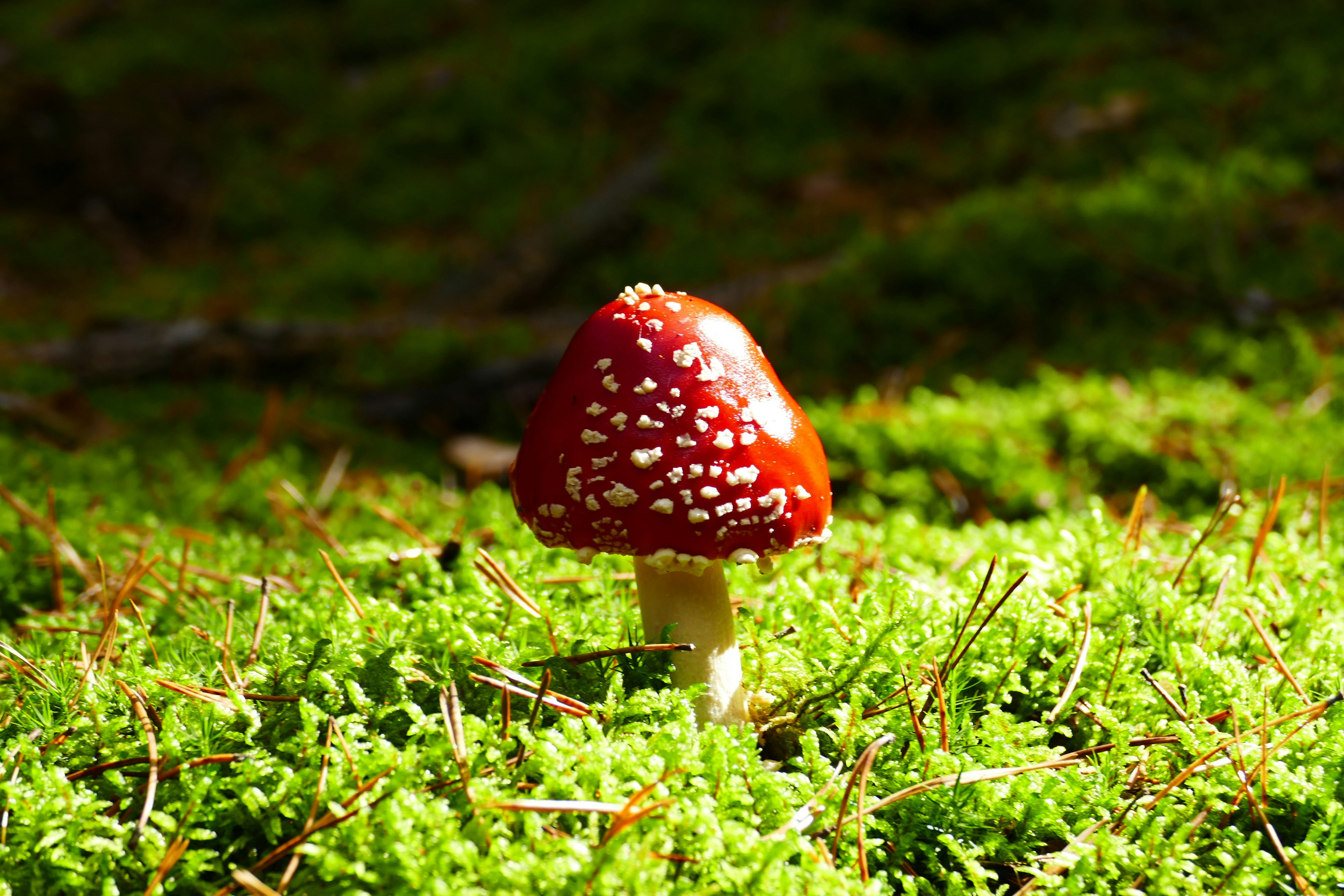 Red Mushroom Rises from Carpeted Moss in Sunlit Forest Floor