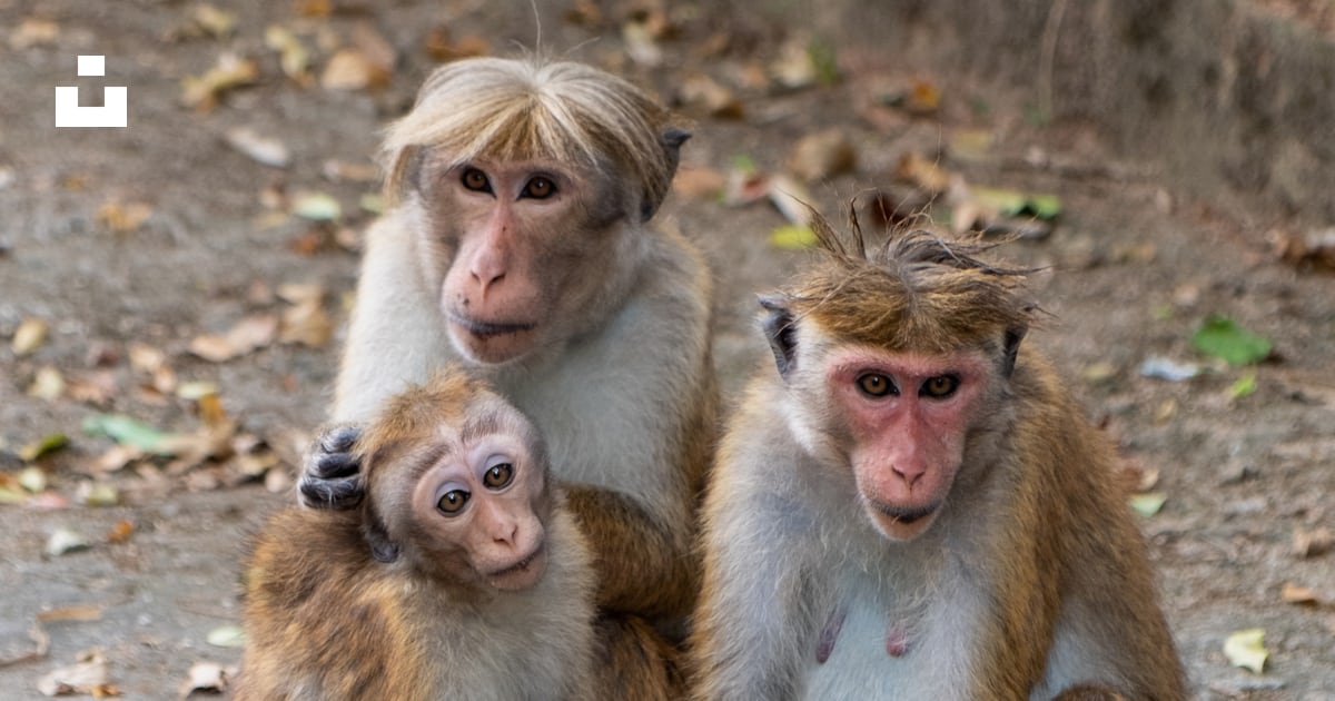 Two brown monkeys on brown tree branch during daytime photo – Free Sri ... Two brown monkeys on brown tree branch during daytime photo – Free Sri ...