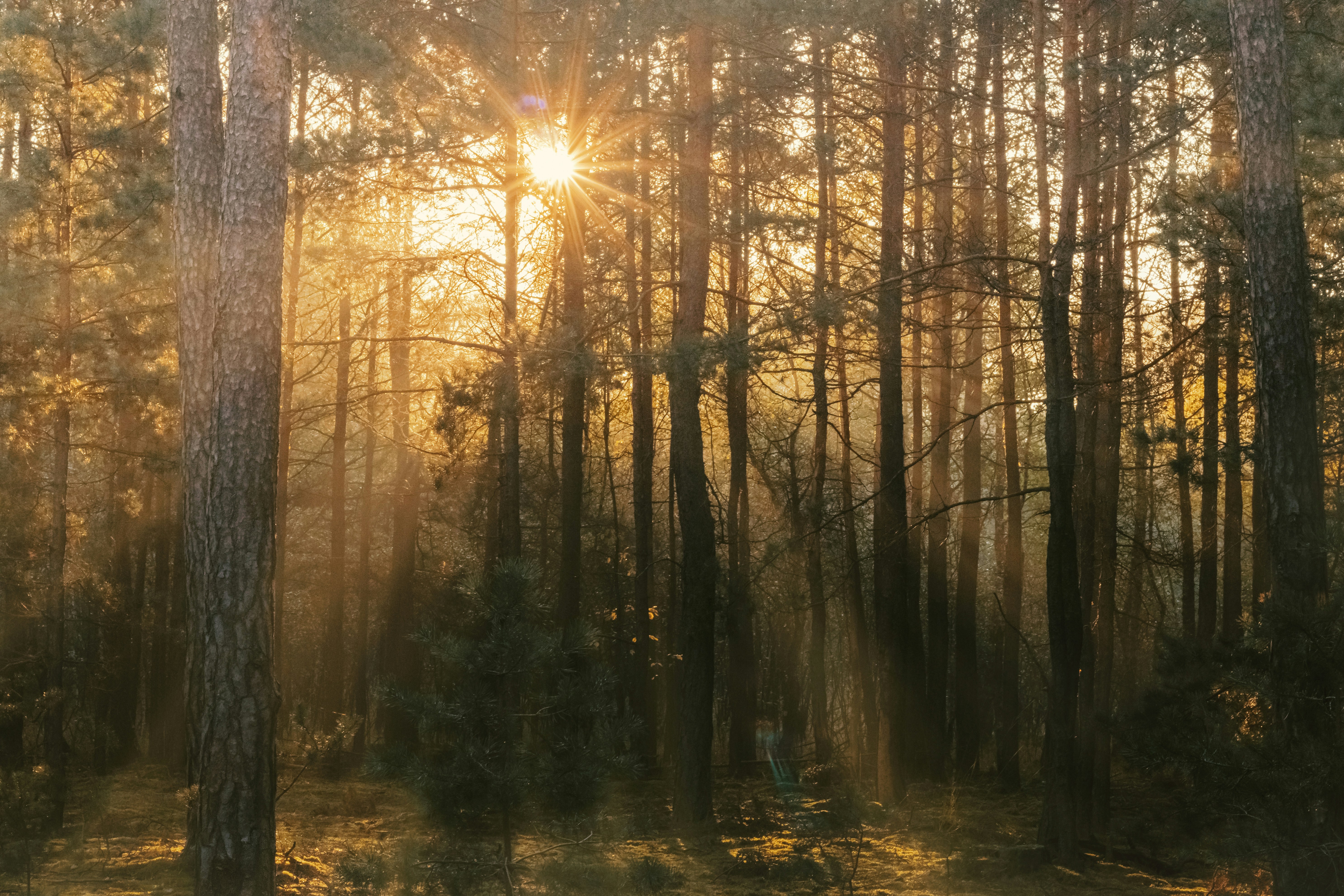 Tree Painting Pictures | Download Free Images on Unsplash