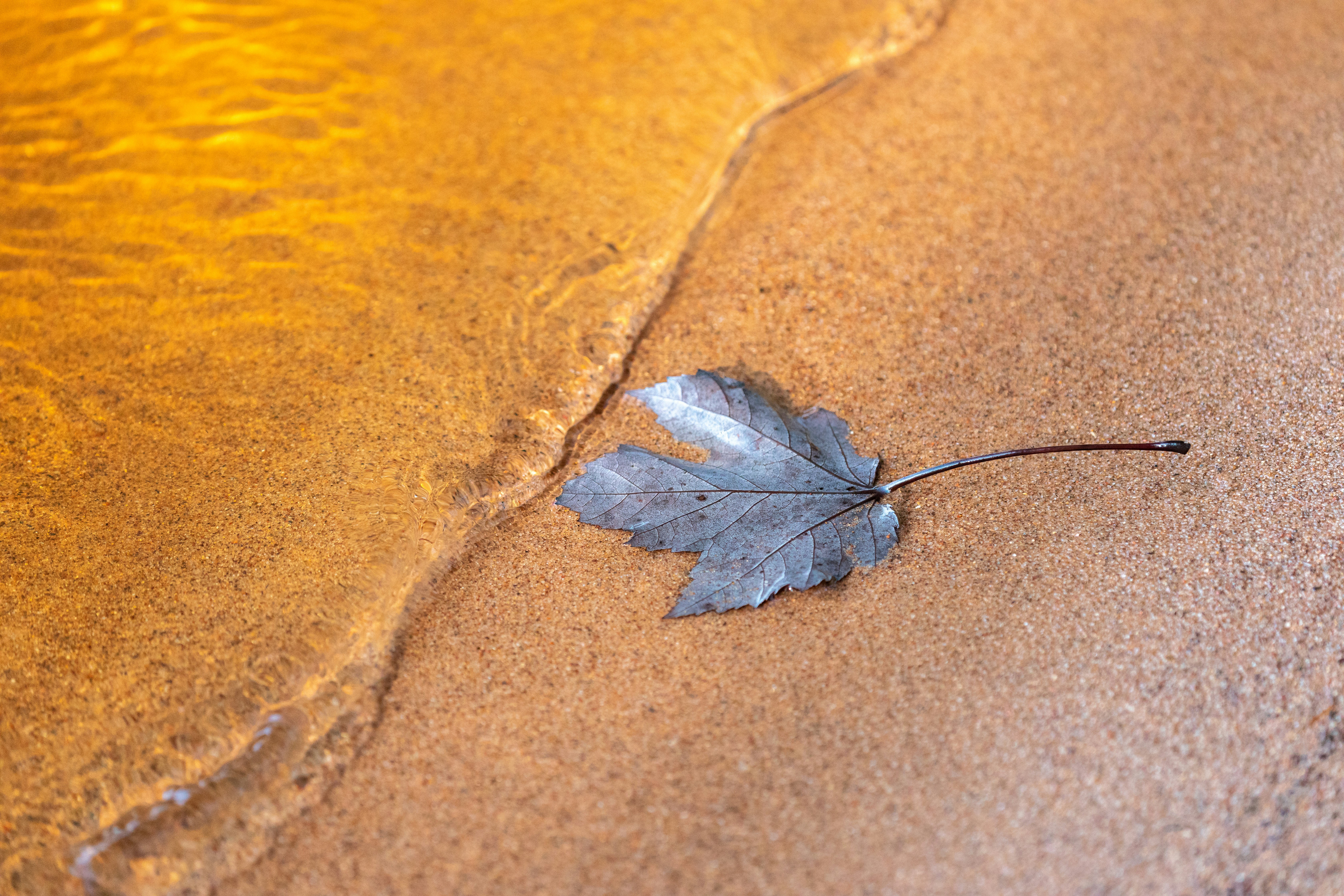 Blue-Gray Leaf at the Amber Shoreline
