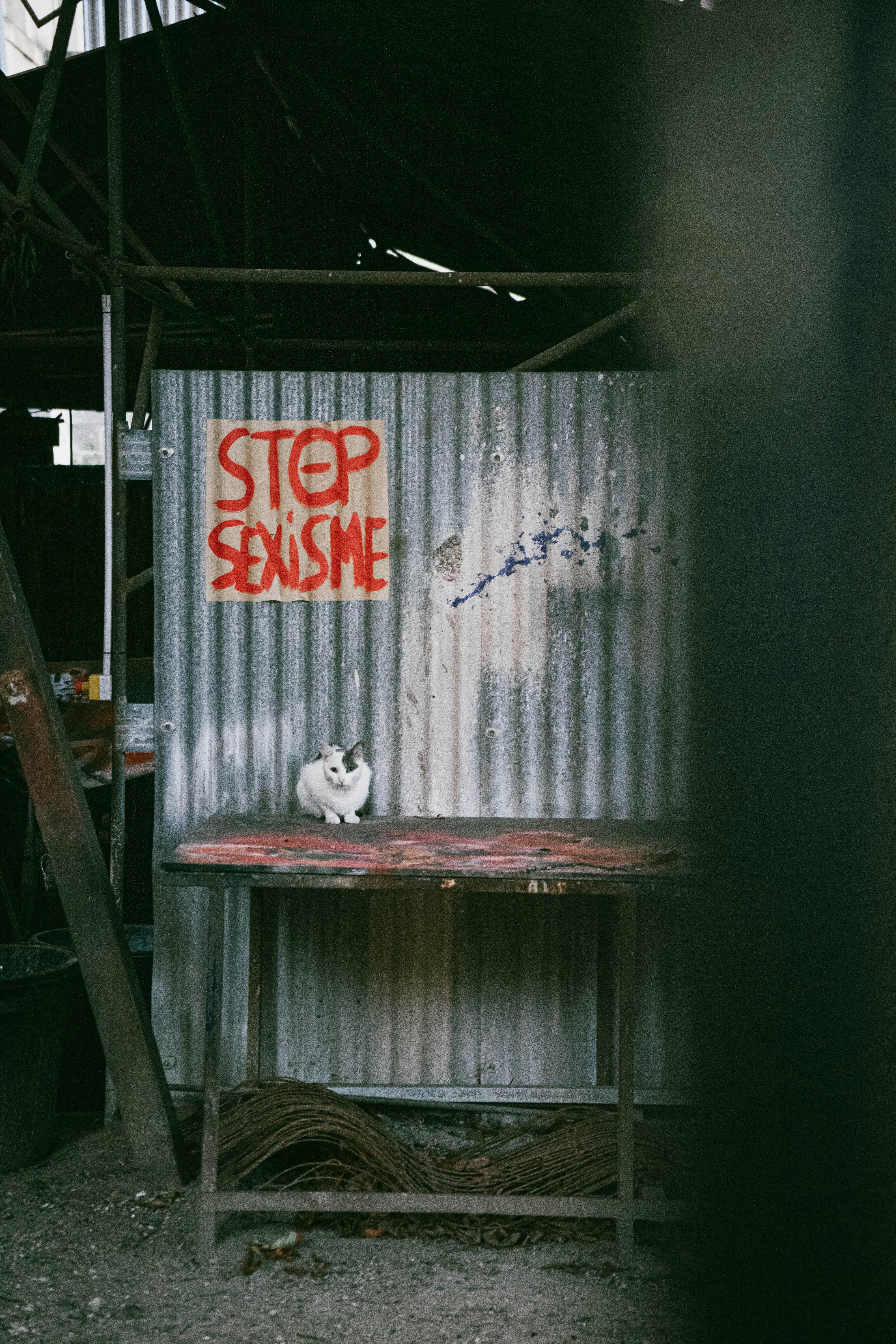 White Cat on a Weathered Table Beneath Stop Sexism Graffiti
