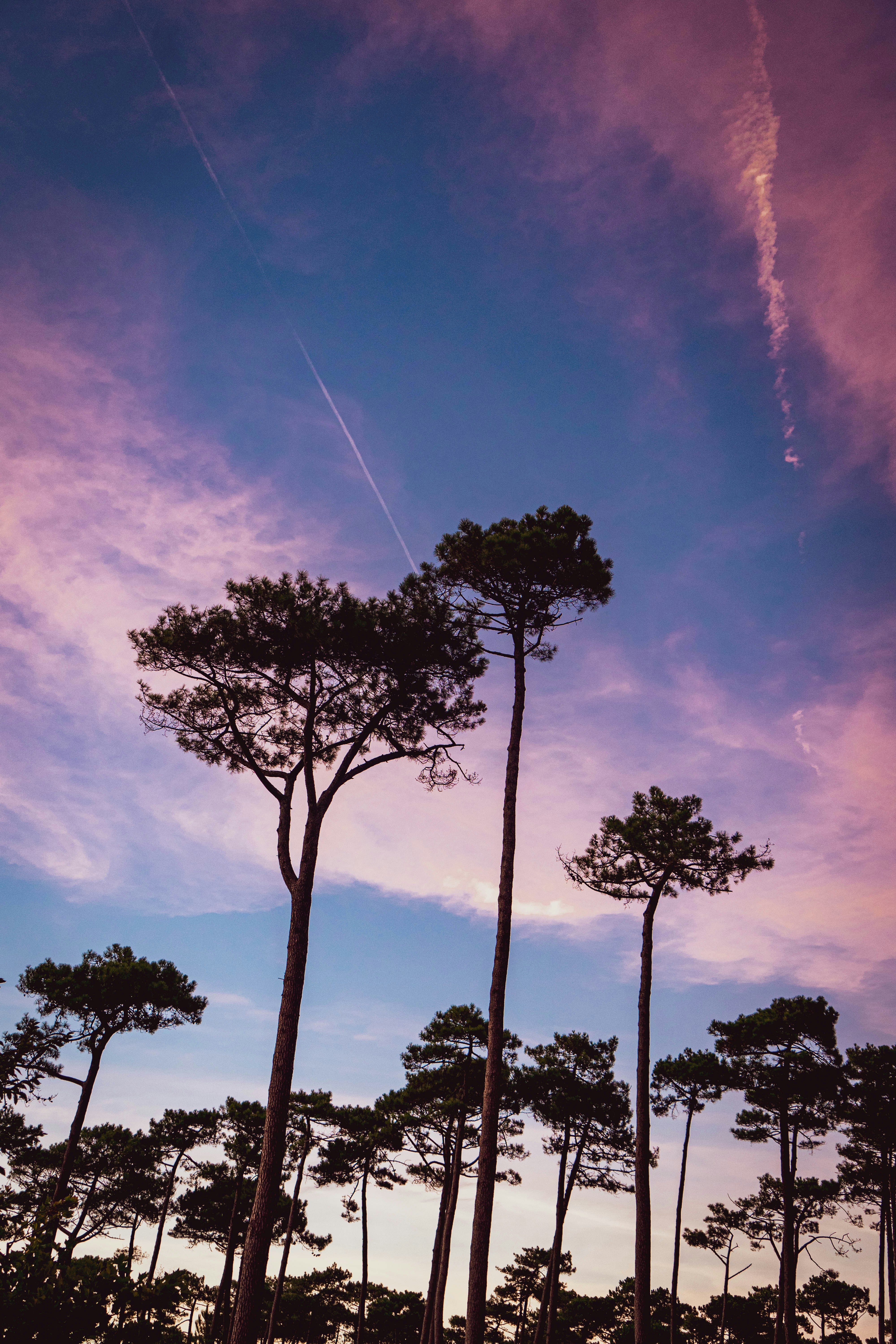 pines in the evening sun