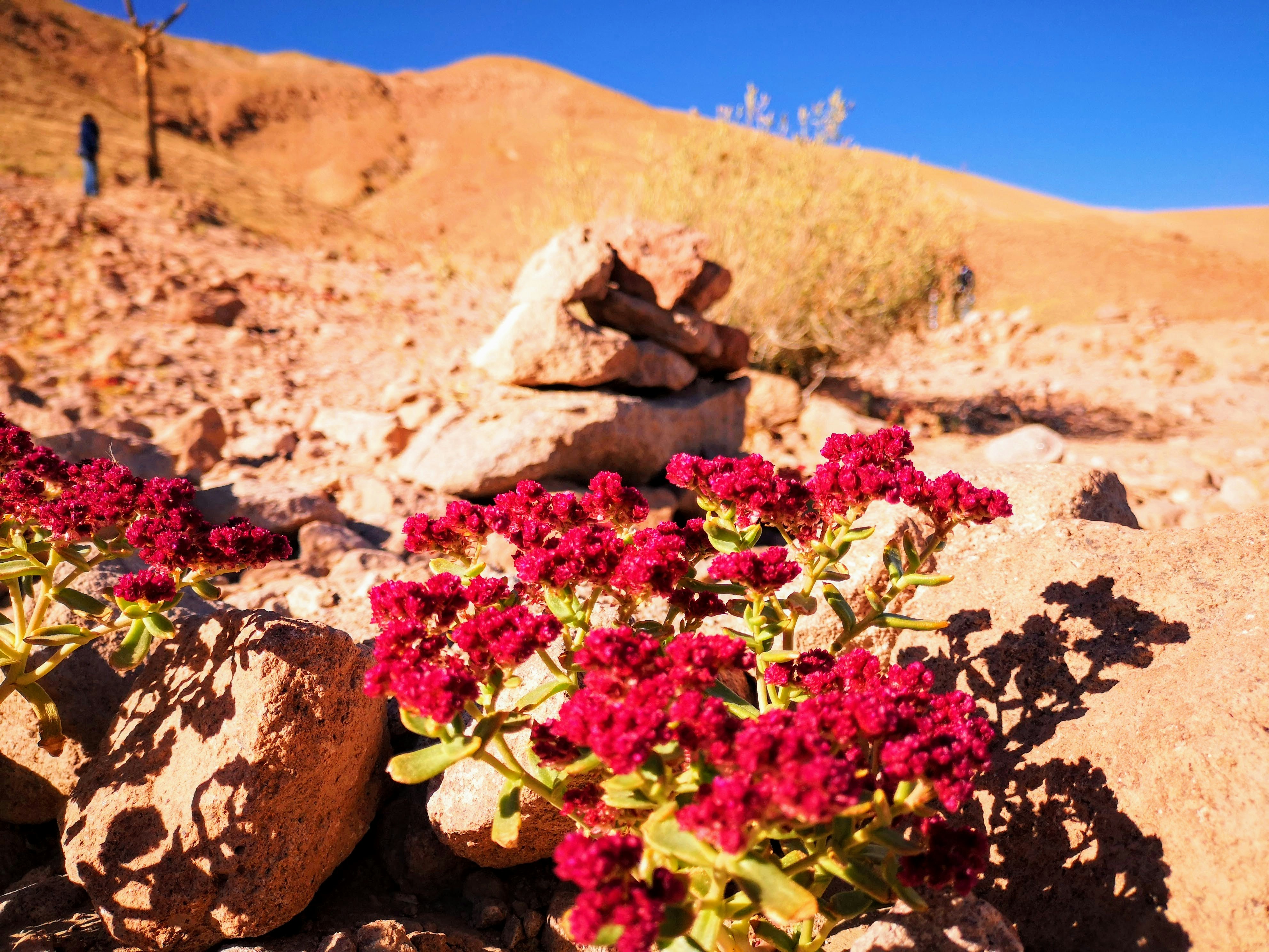 Vibrant red flowers contrast against a rocky desert landscape under a clear blue sky.