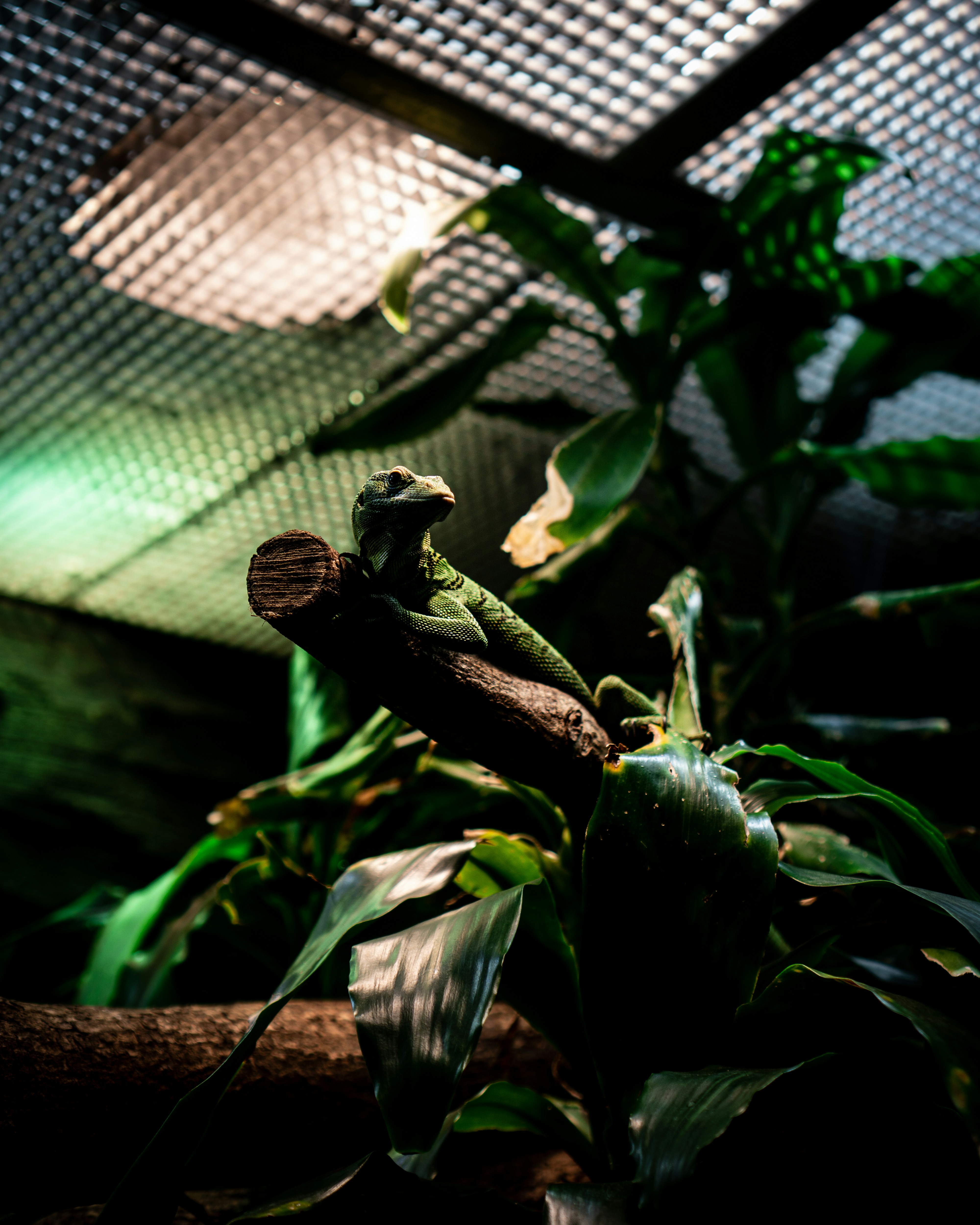 Gecko Whisper: Green Arboreal Sentinel Under a Mesh Canopy
