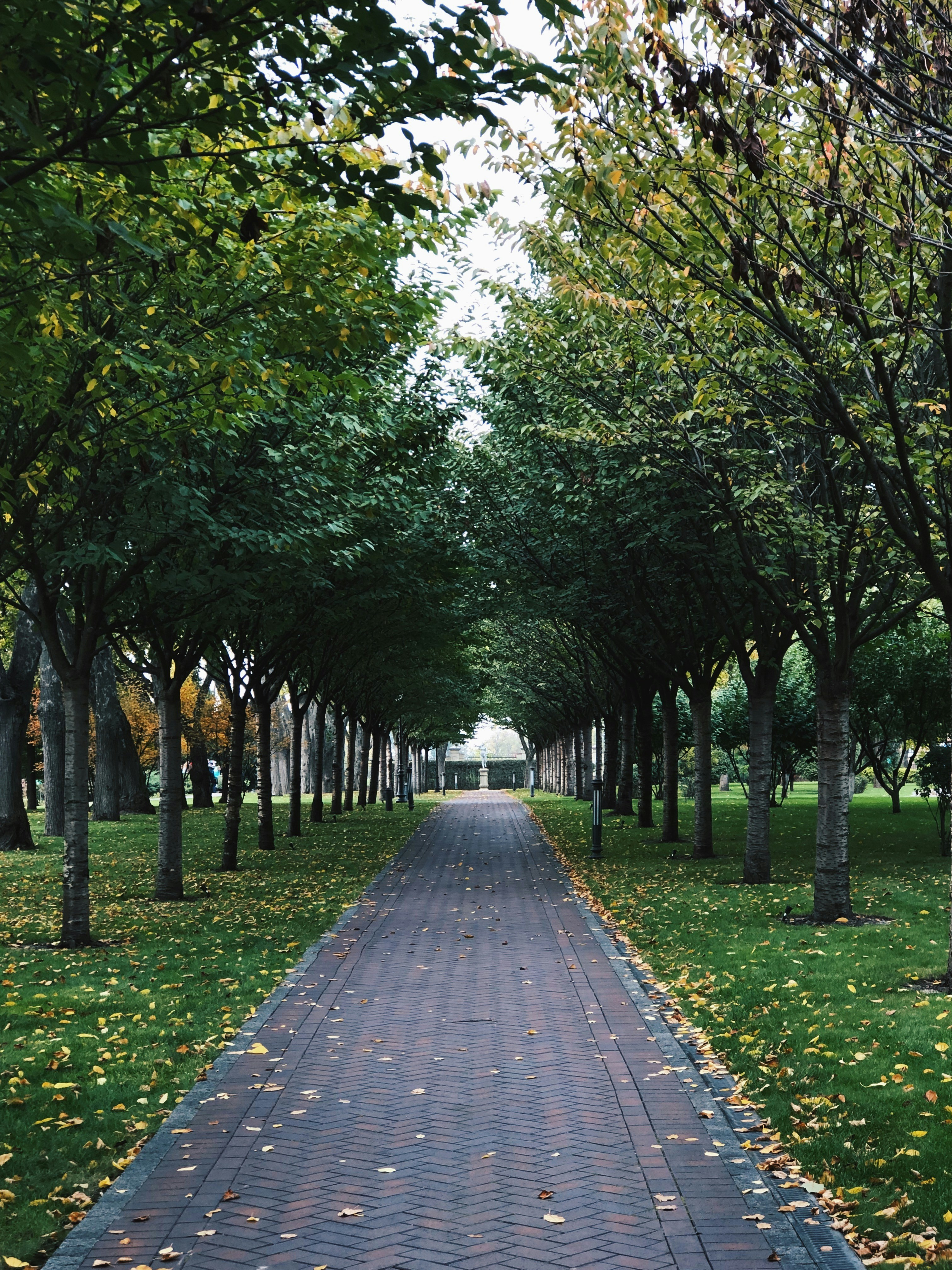 A tree-lined walkway adorned with fallen leaves, leading to a distant structure, inviting tranquility and reflection.