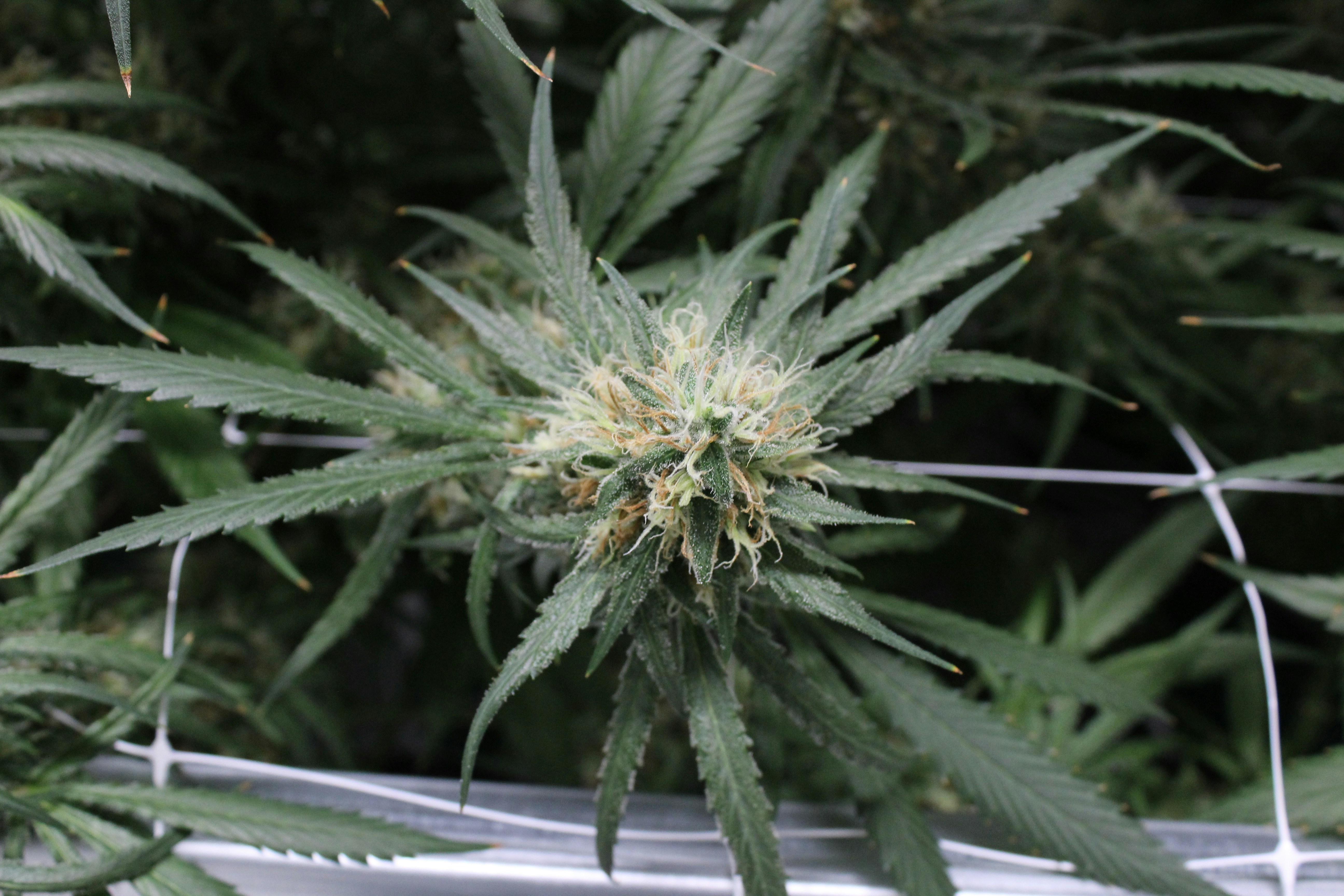 Bud Crown: Frosted Cannabis Flower Nestled Among Steel Wire