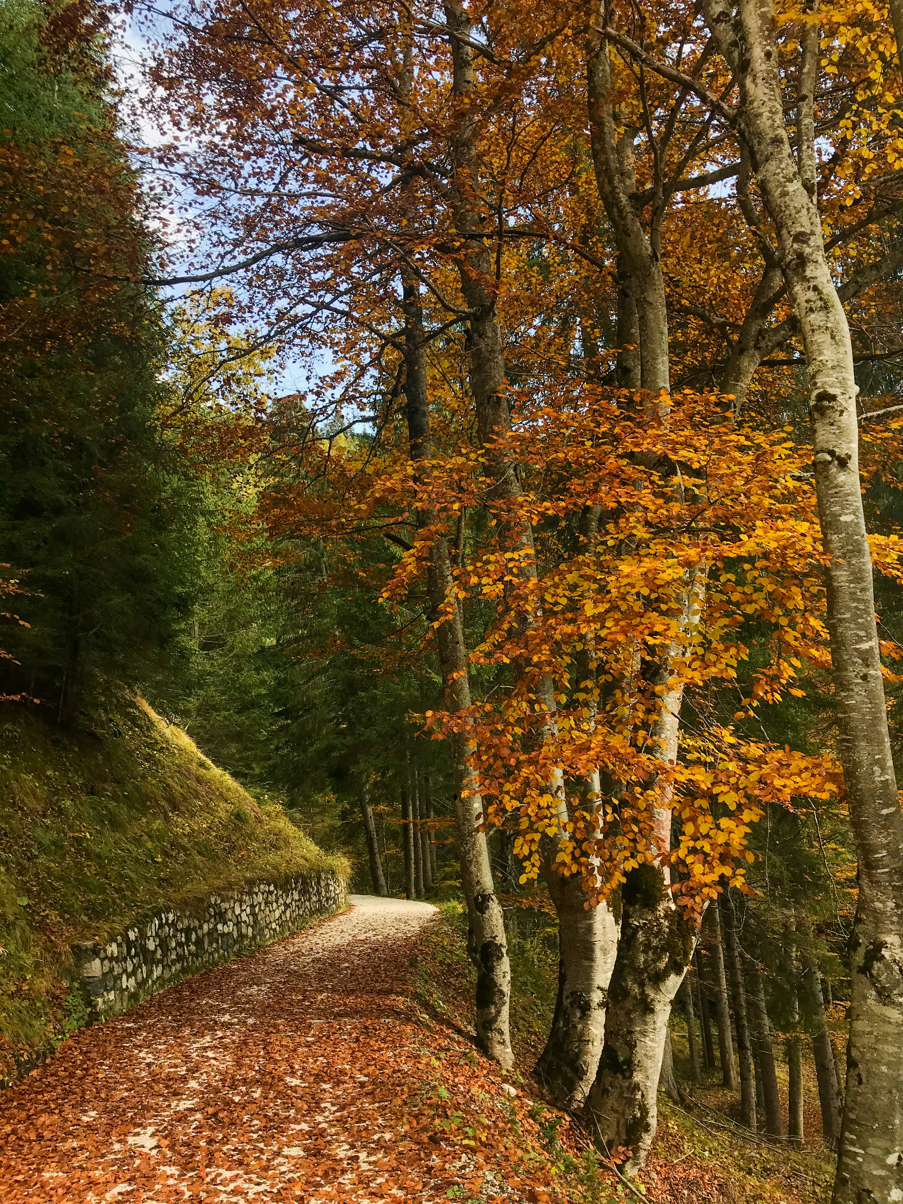 Amber Canopy Over a Meandering Autumn Path