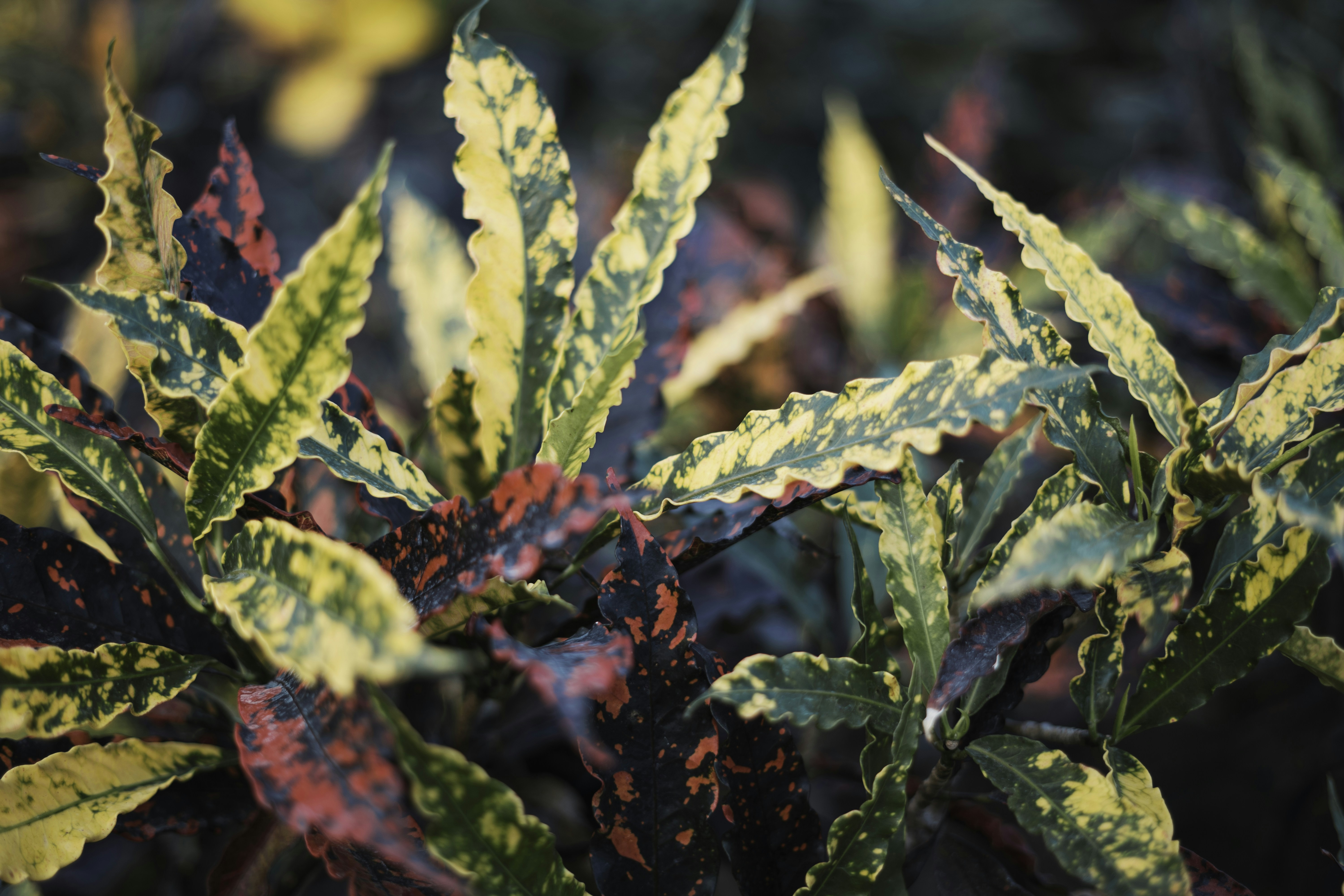 Chromatic Veins: Close-Up of Variegated Leaves in Soft Focus