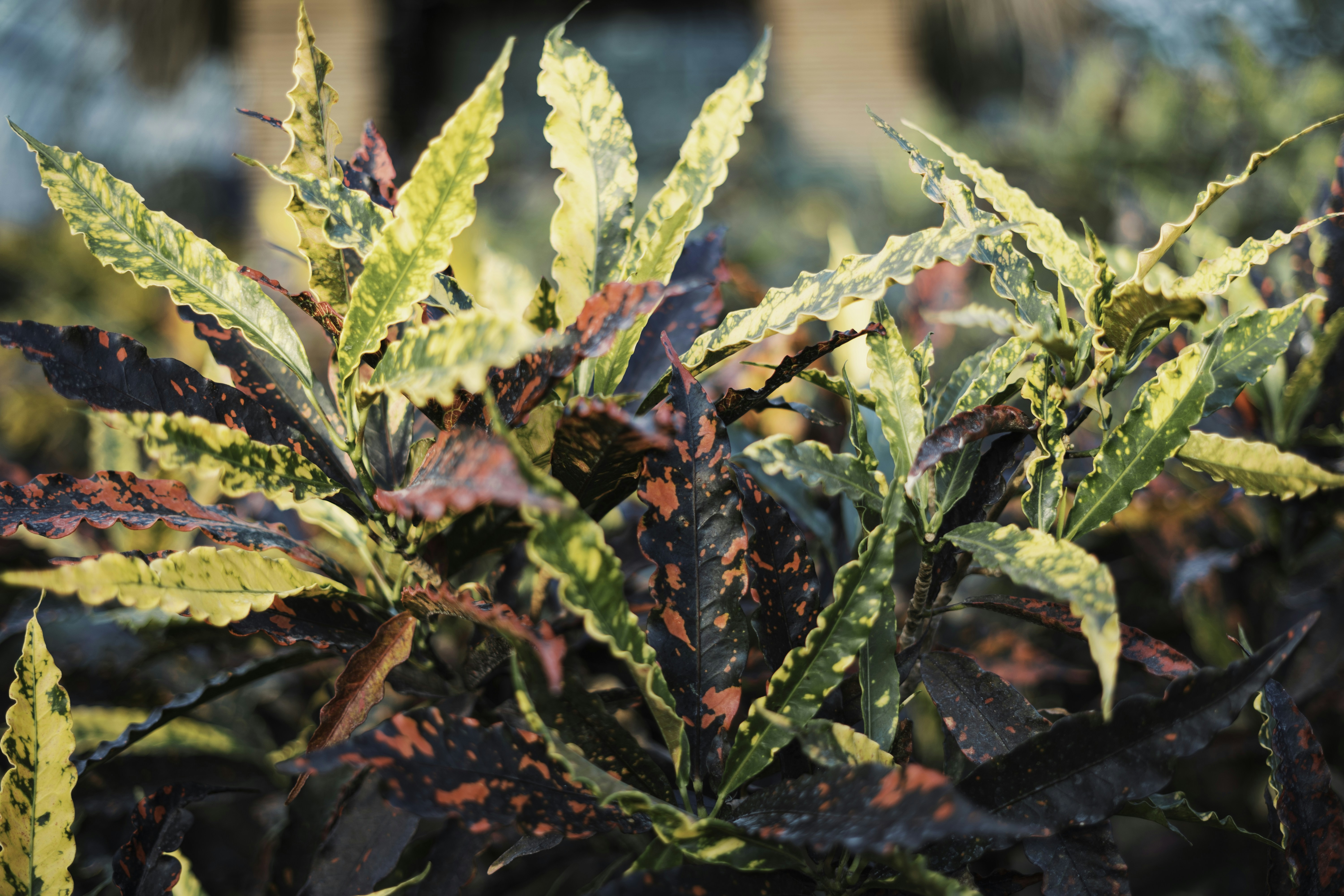 Sunlit Mosaic: Variegated Leaves in a Quiet Hedge