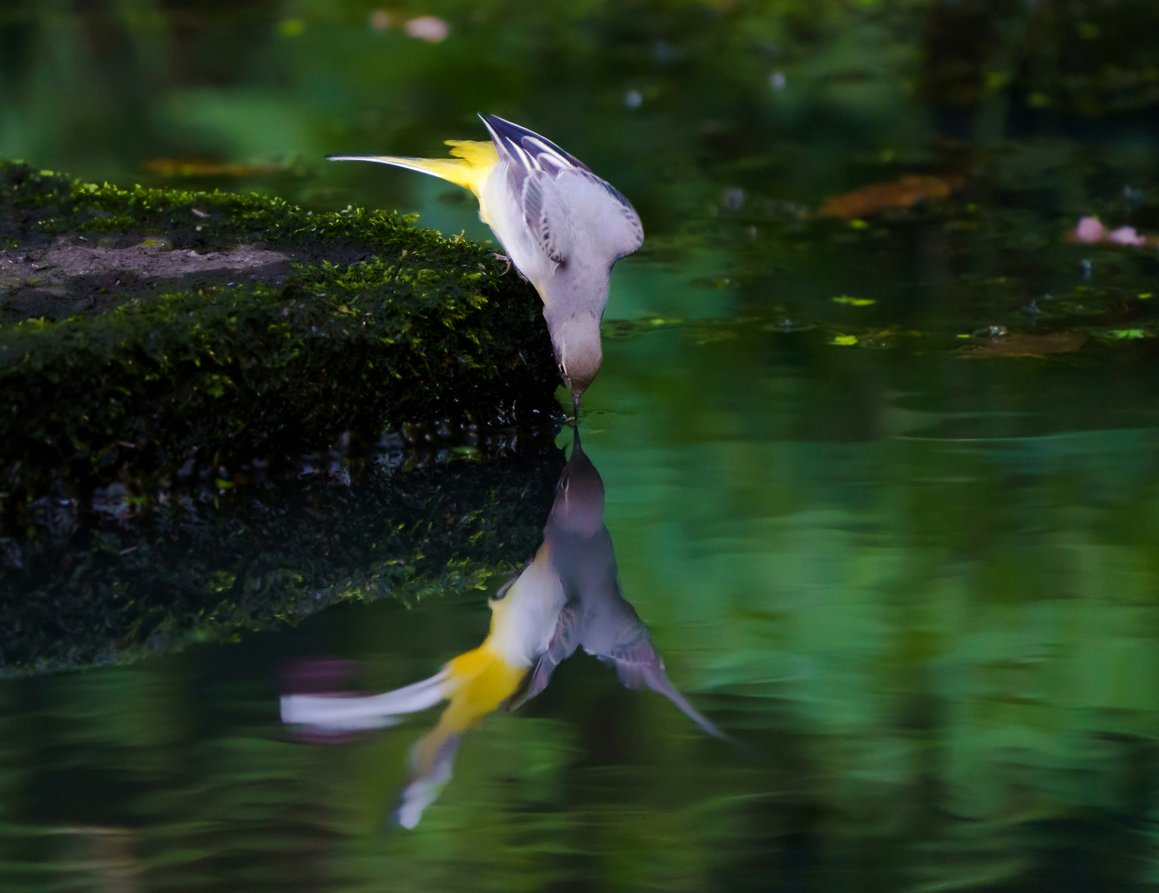 A Grey Wagtail looking at its reflection in a stream
