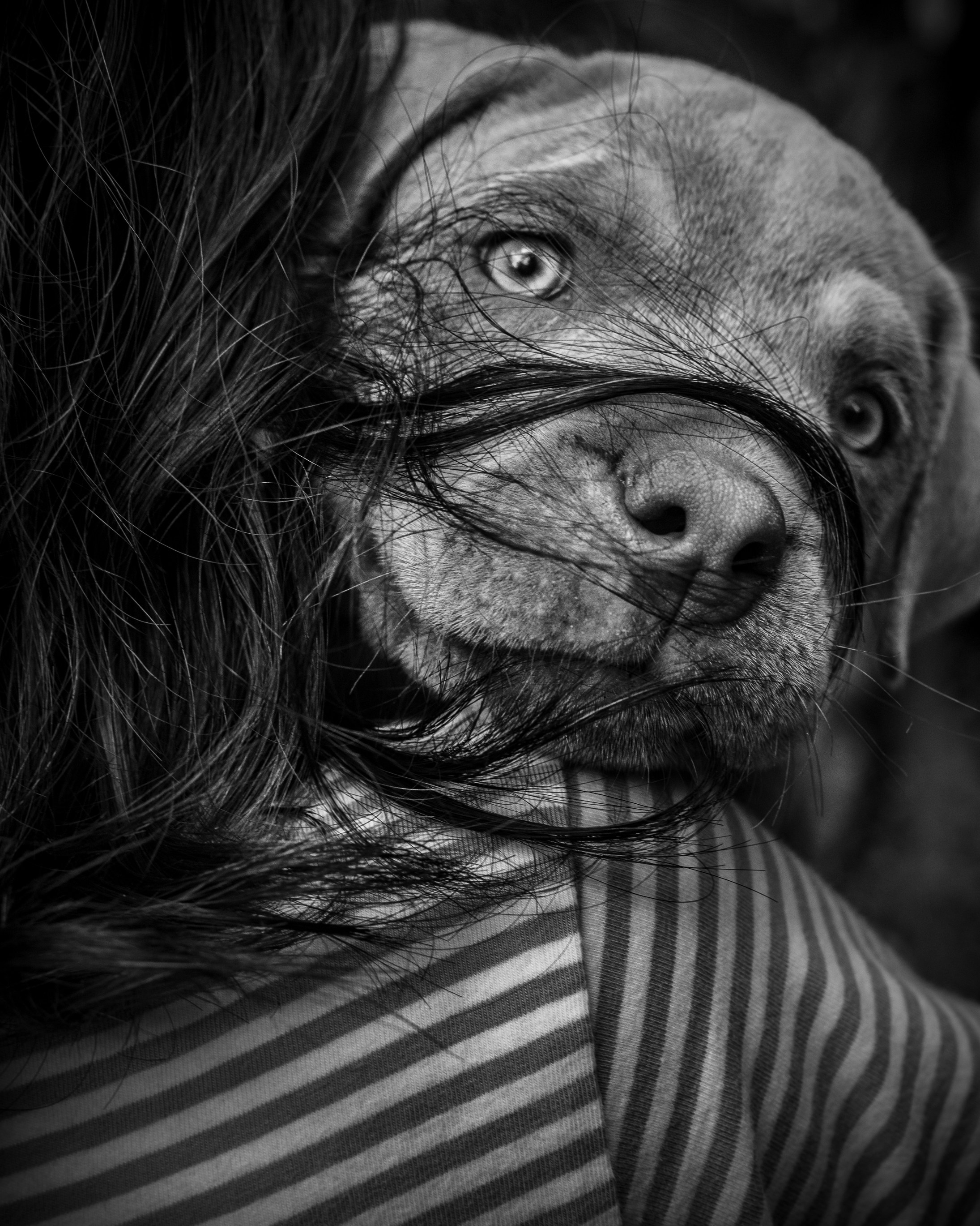 Monochrome Gaze: A Labrador's Intense Look Wrapped in Hair and Stripes