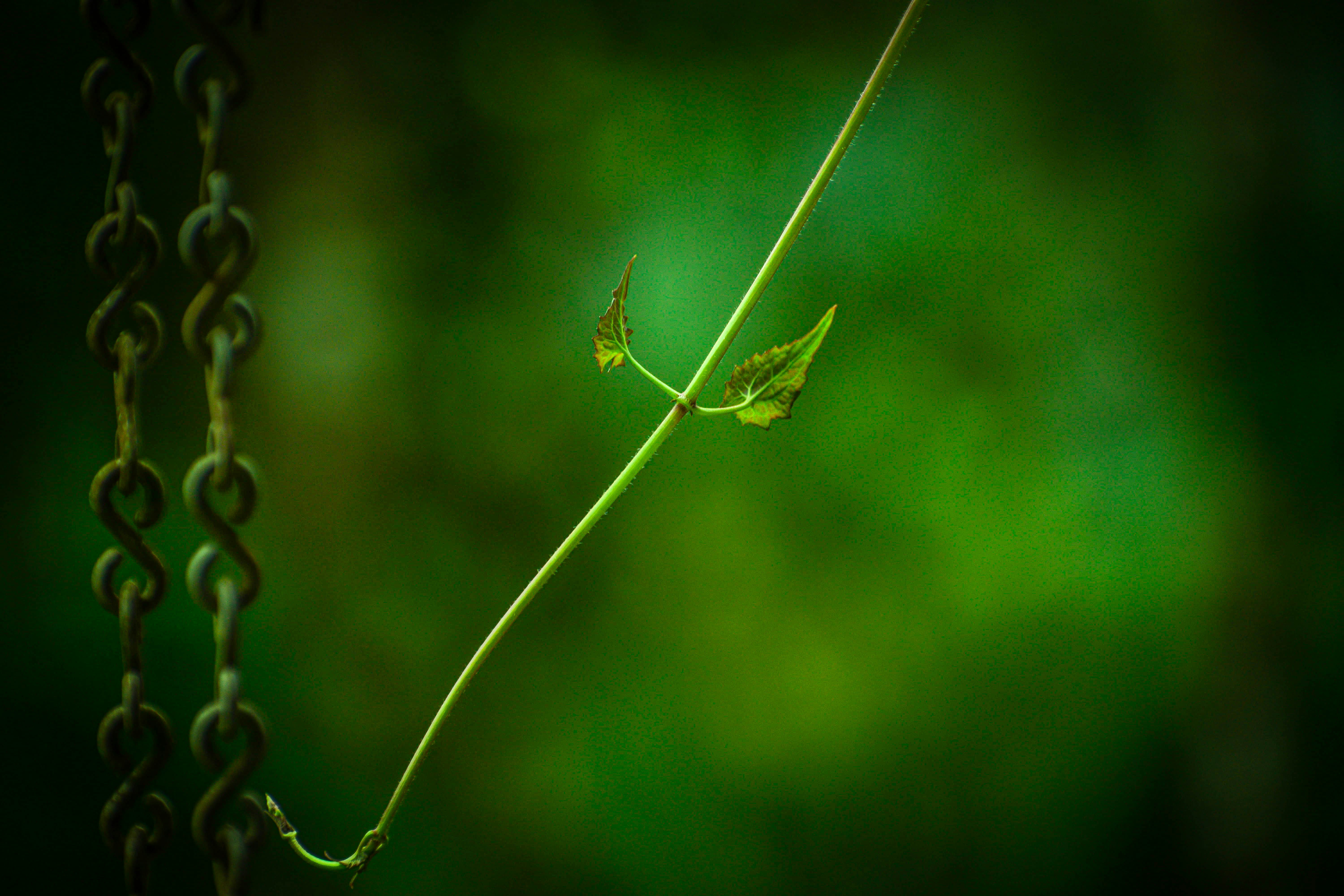 Tendril Crossing a Velvet Green Backdrop