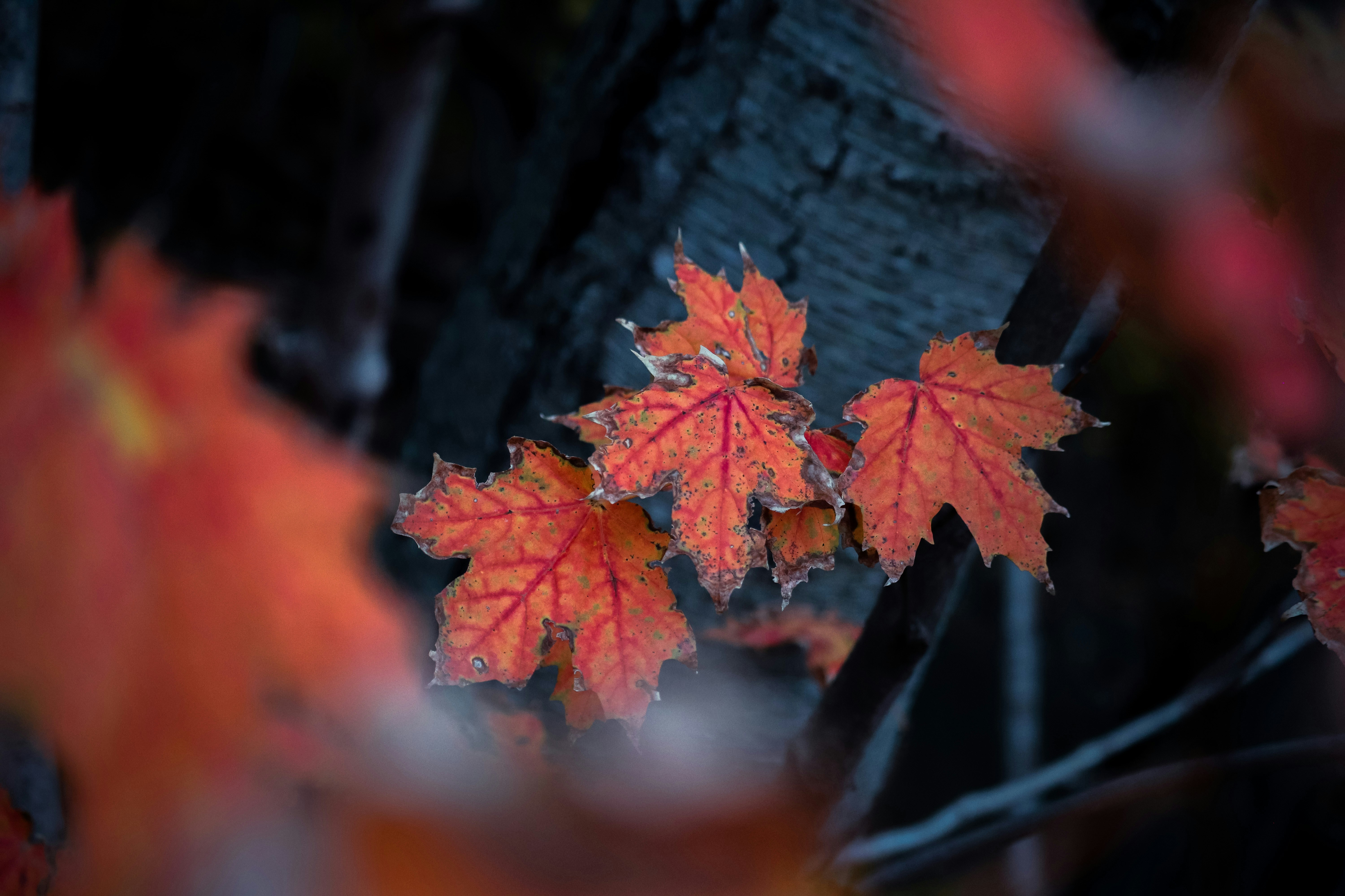 Red maple leaf on tree photo – Free Red Image on Unsplash
