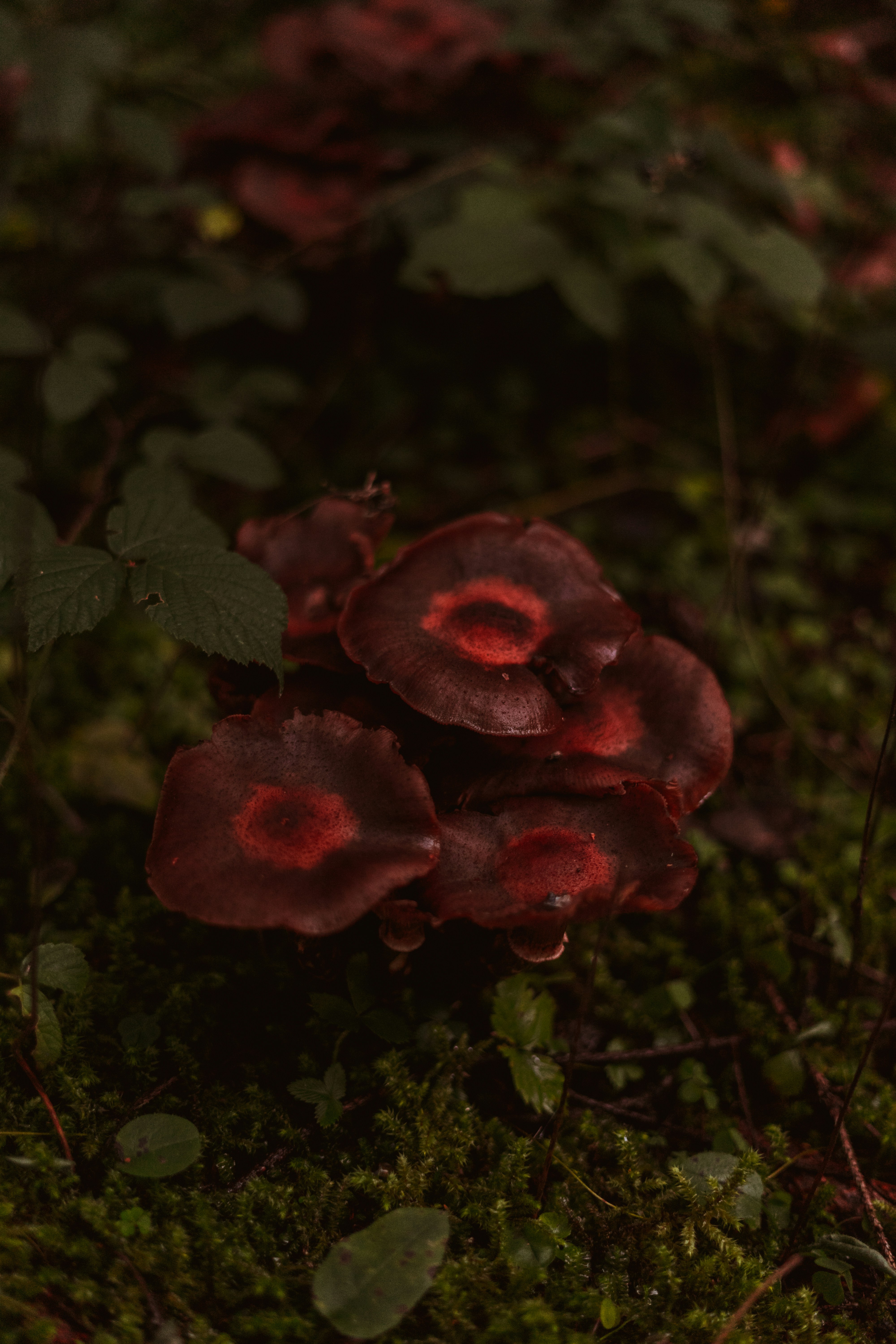 Crimson Cups Nestled in Velvet Moss Under a Shadowed Canopy