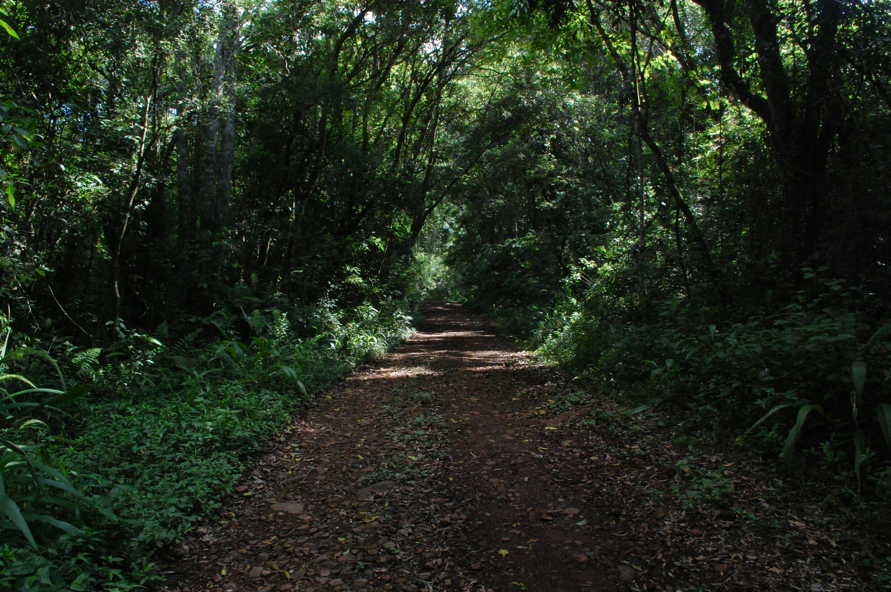 A winding dirt path through a dense forest illuminated by dappled sunlight, inviting exploration. The lush greenery frames the trail, enhancing the sense of tranquility.