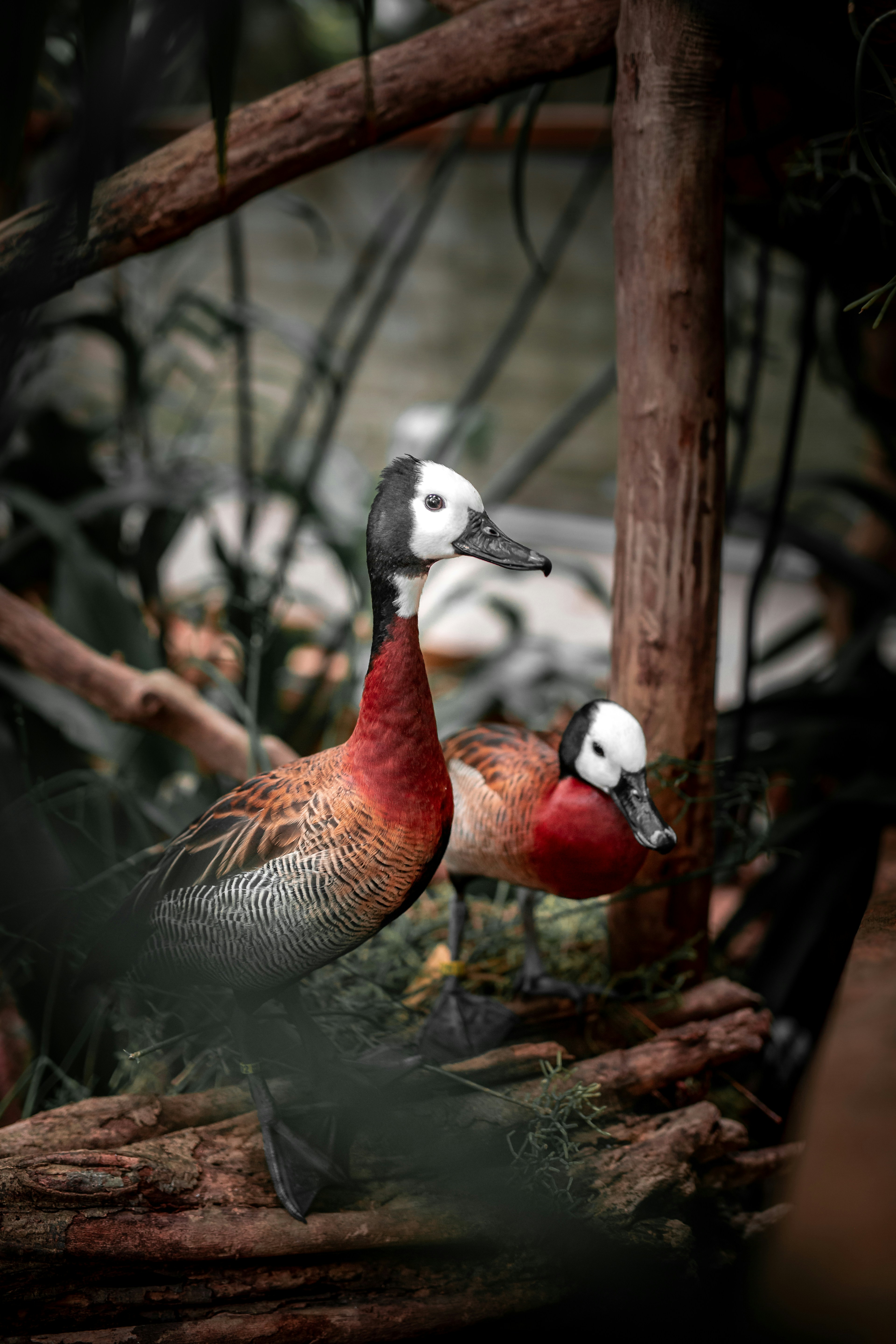 Red-chested Ducks in a Shadowed Canopy Glade