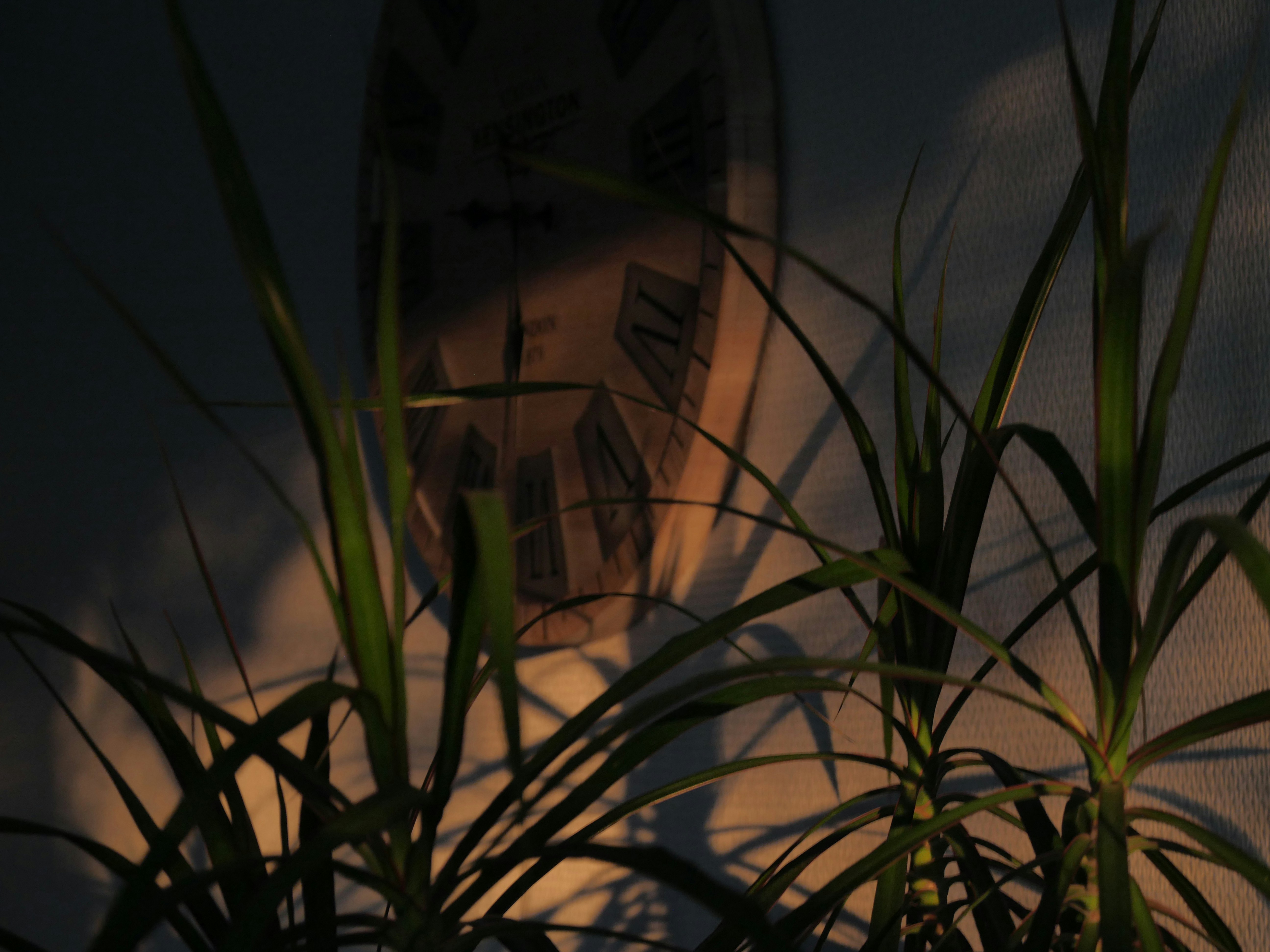 Timely Veil: A Clock Peering Through Indoor Grasses