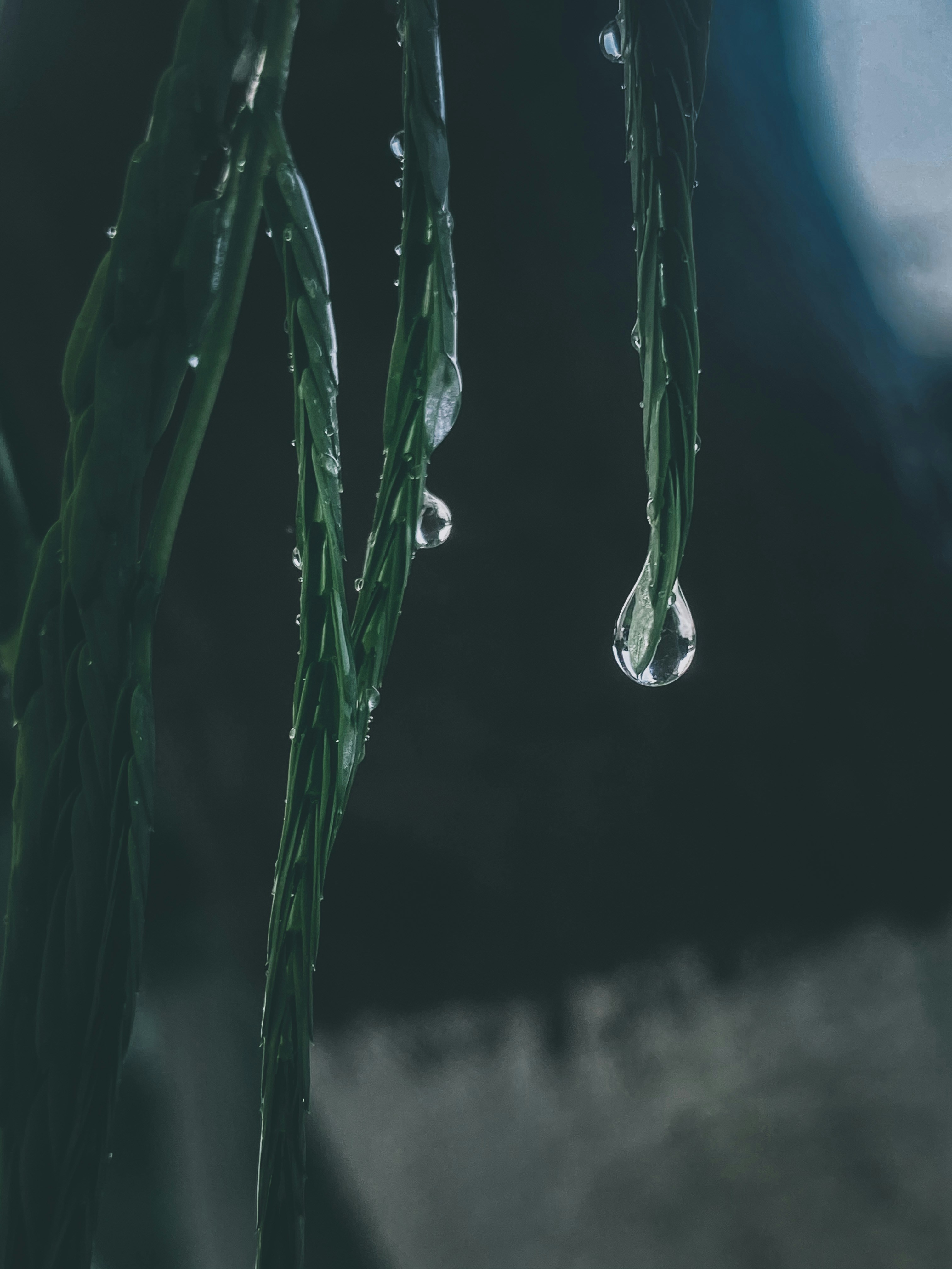 Night Droplet on Delicate Pine Needle