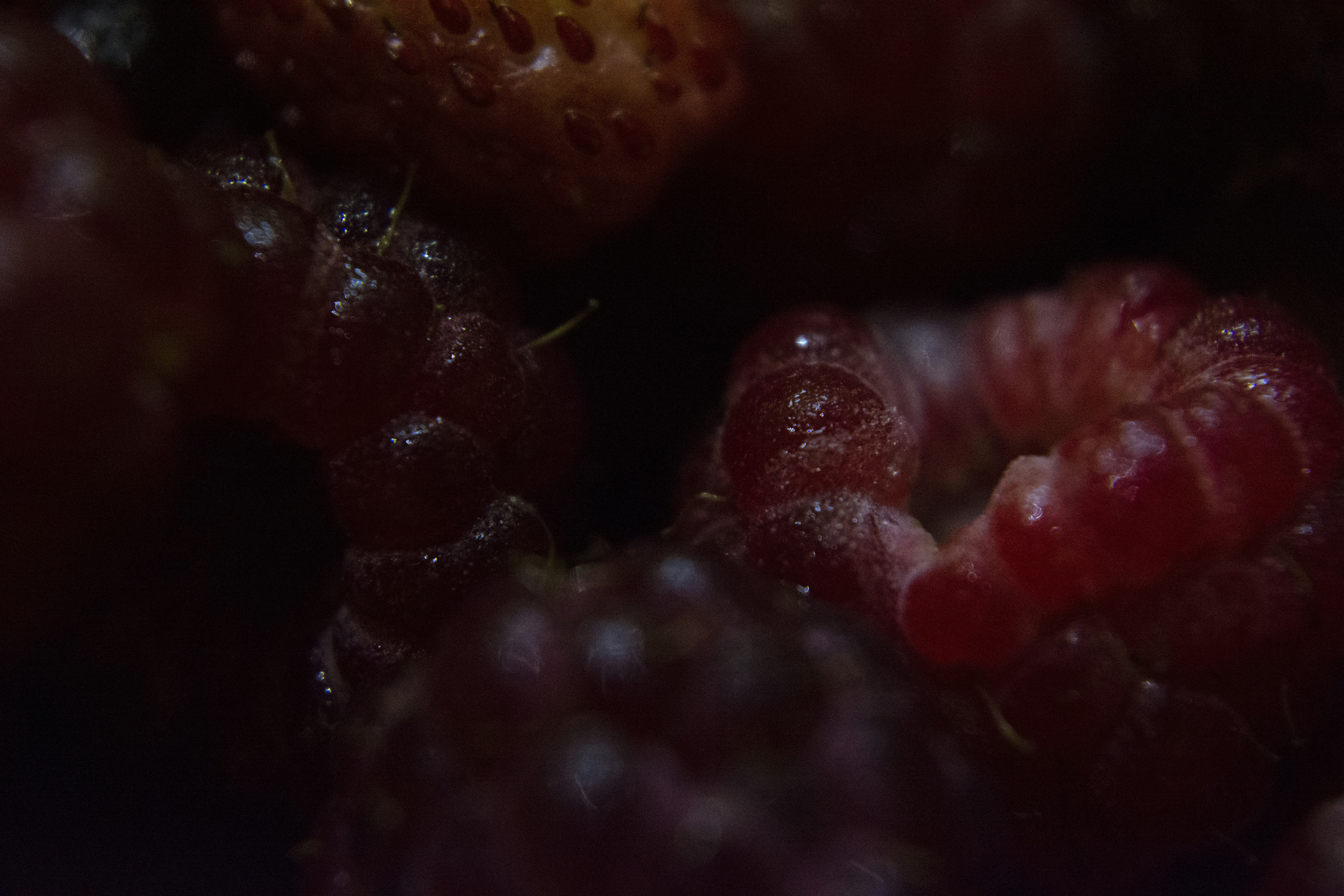red raspberry fruits in black background