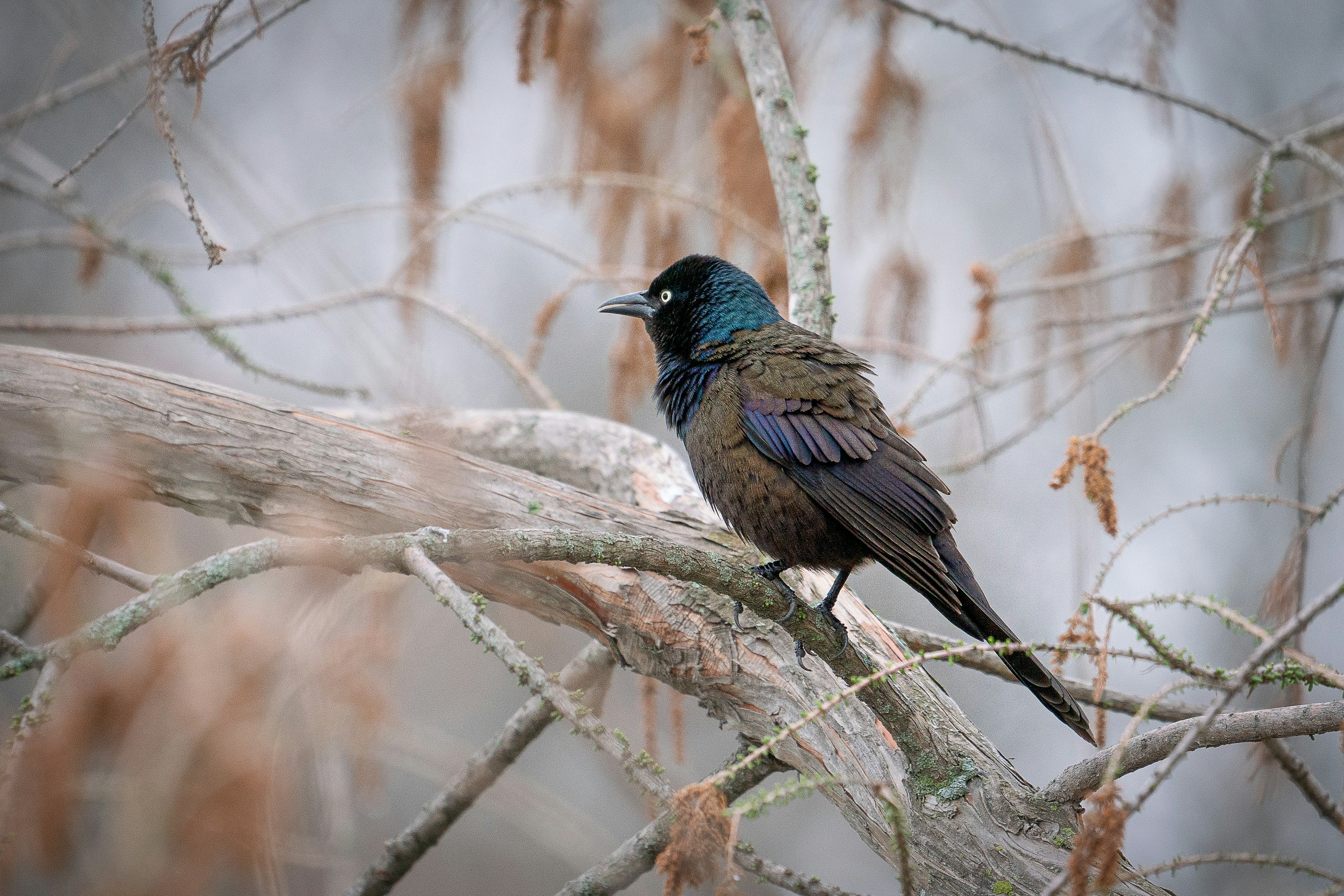 A bird with iridescent green and brown feathers perched on a weathered branch, surrounded by delicate, drooping foliage.