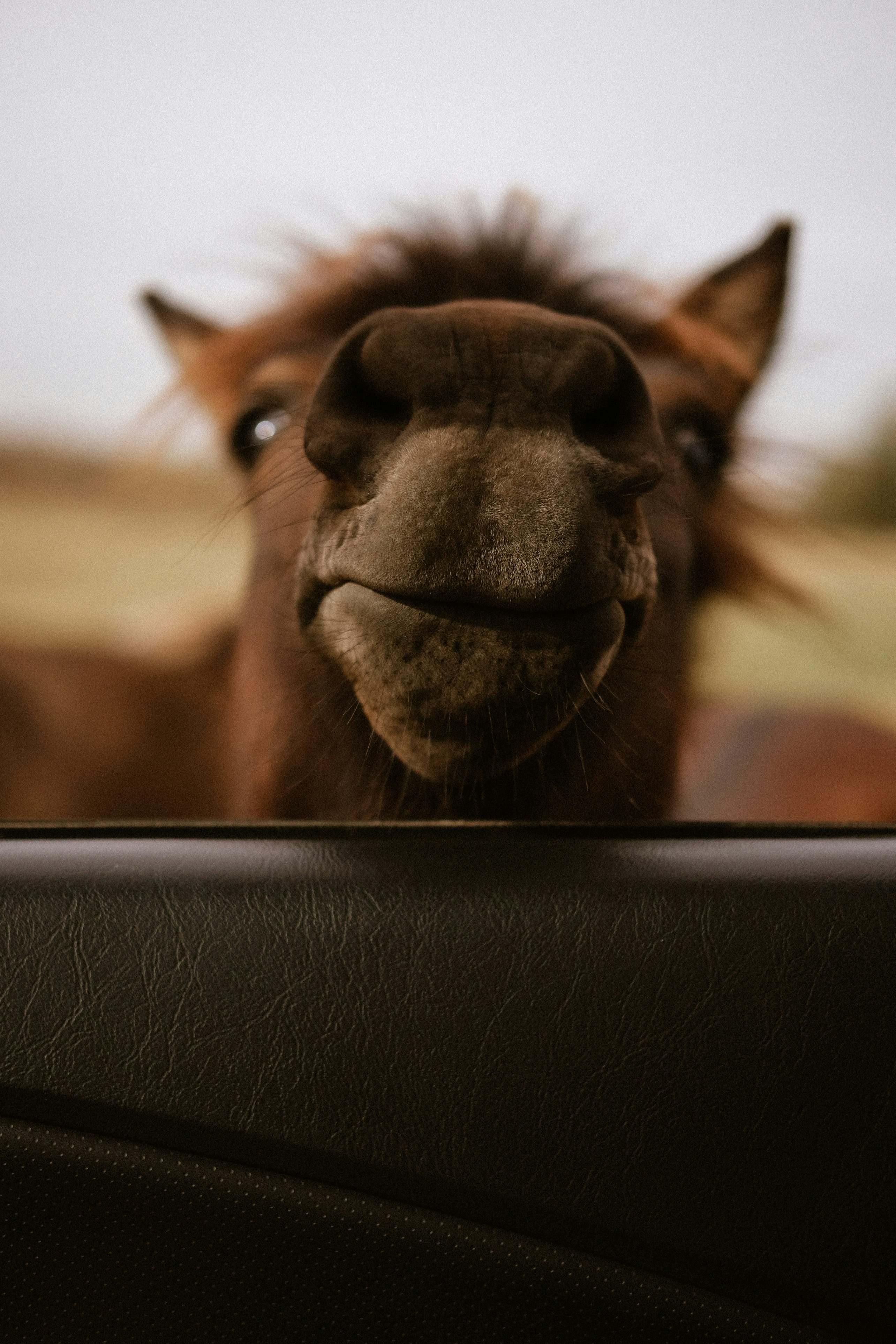Curious Equine Encounter
