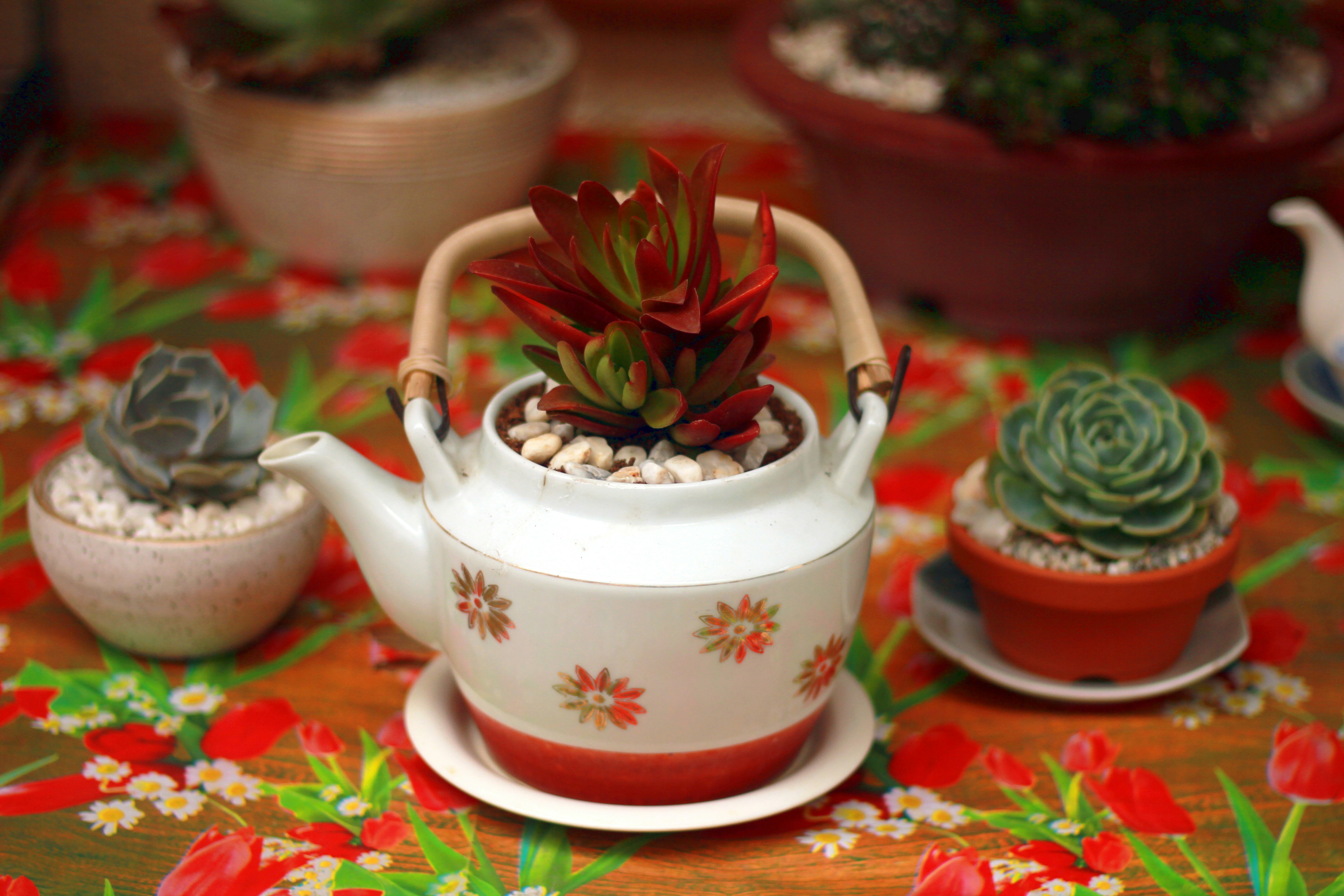 White and red floral ceramic teapot on white and red floral ceramic ...