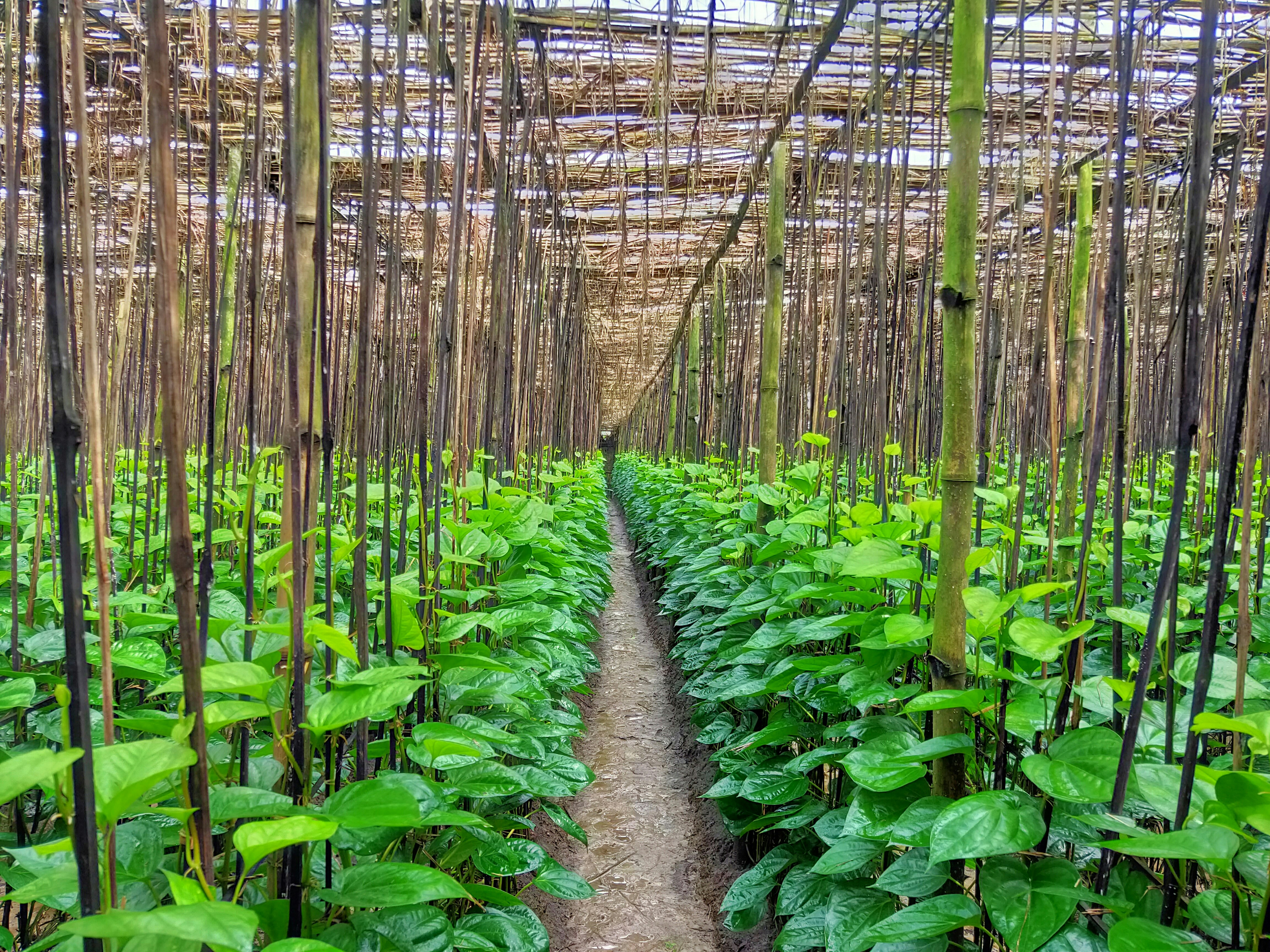 Rows of lush green plants grow beneath a structured canopy of wooden poles.
