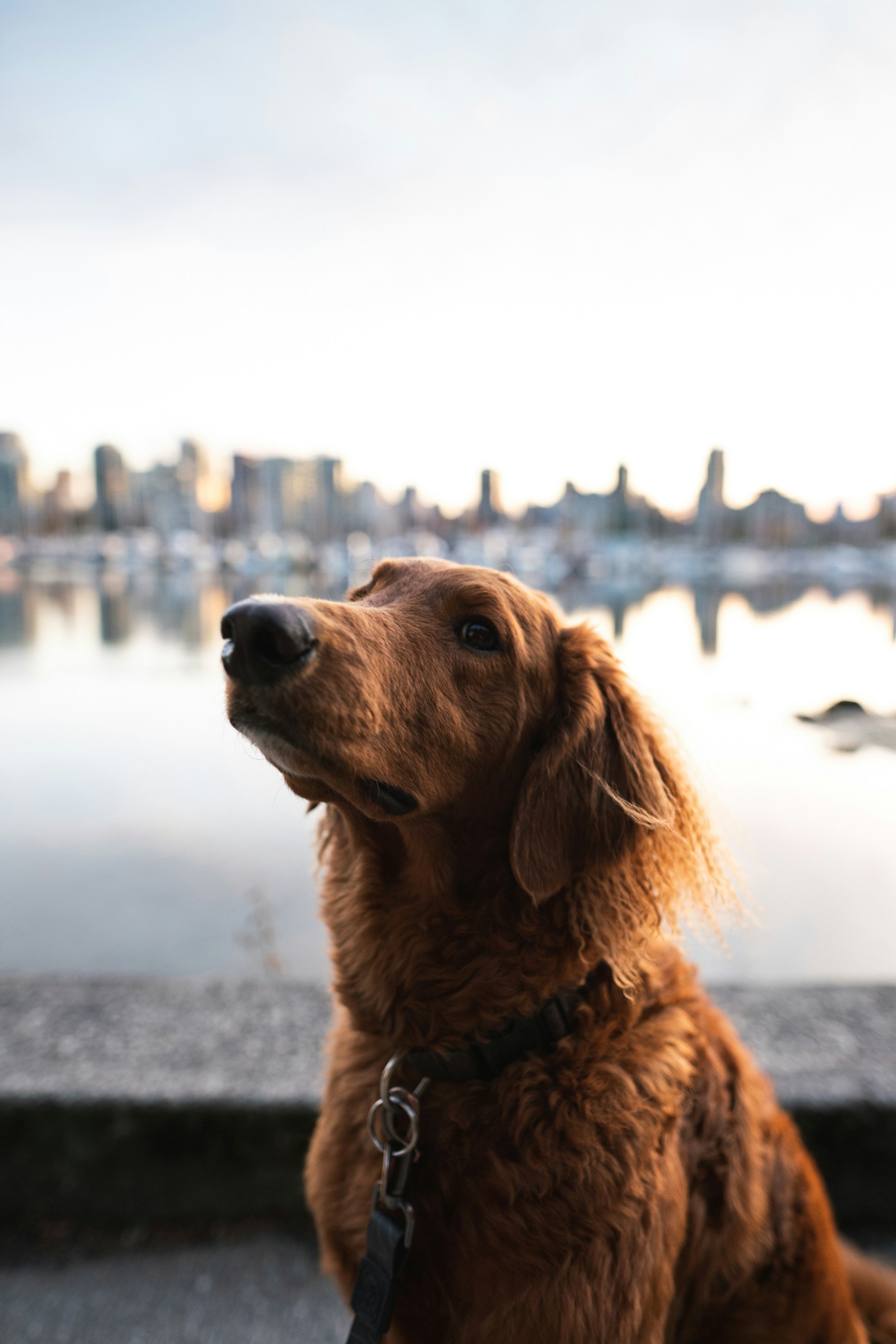 Golden retriever gazing thoughtfully with a city skyline reflected in the water behind. 