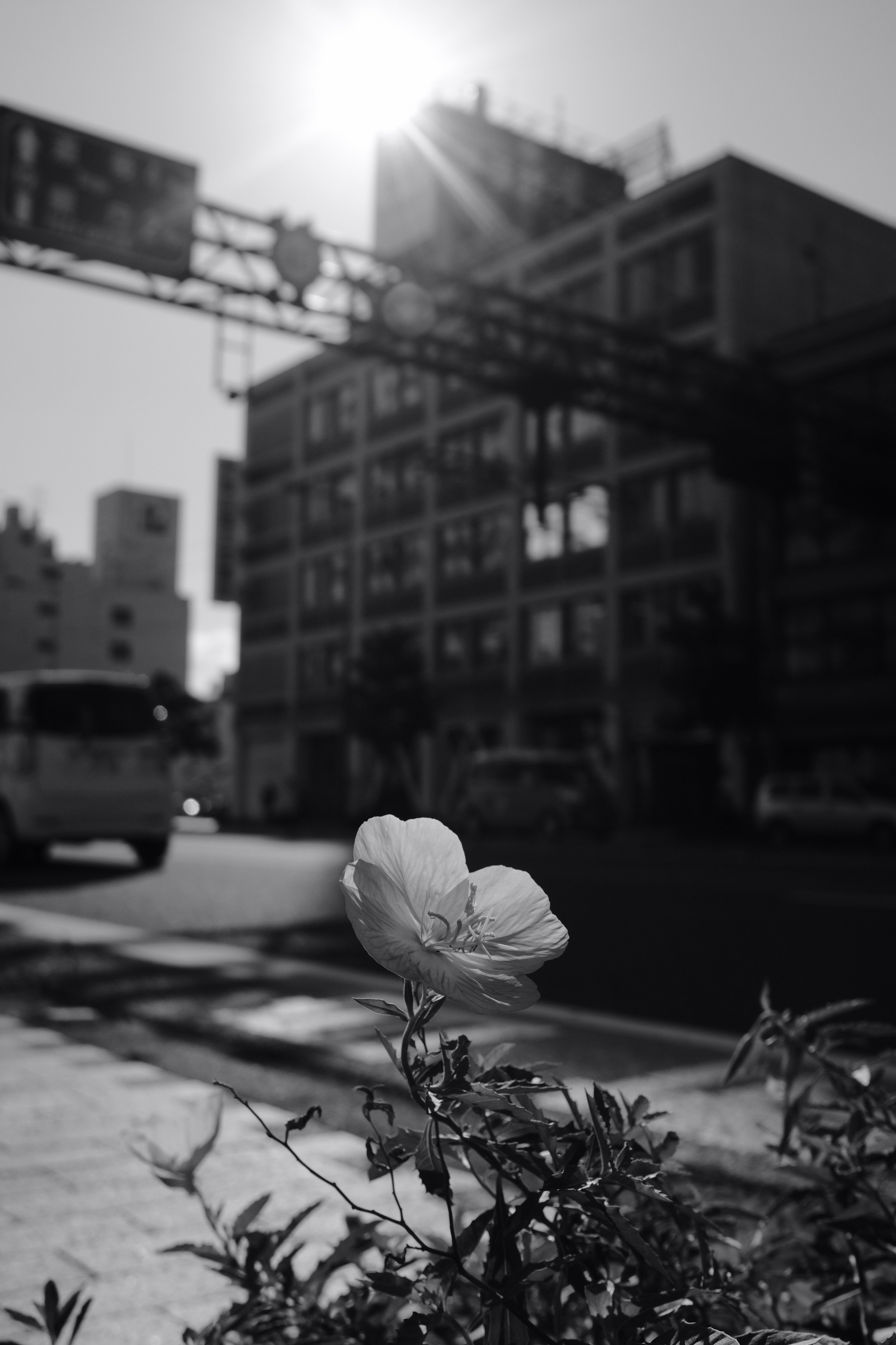 Urban Bloom: A Single White Flower Against City Shadows
