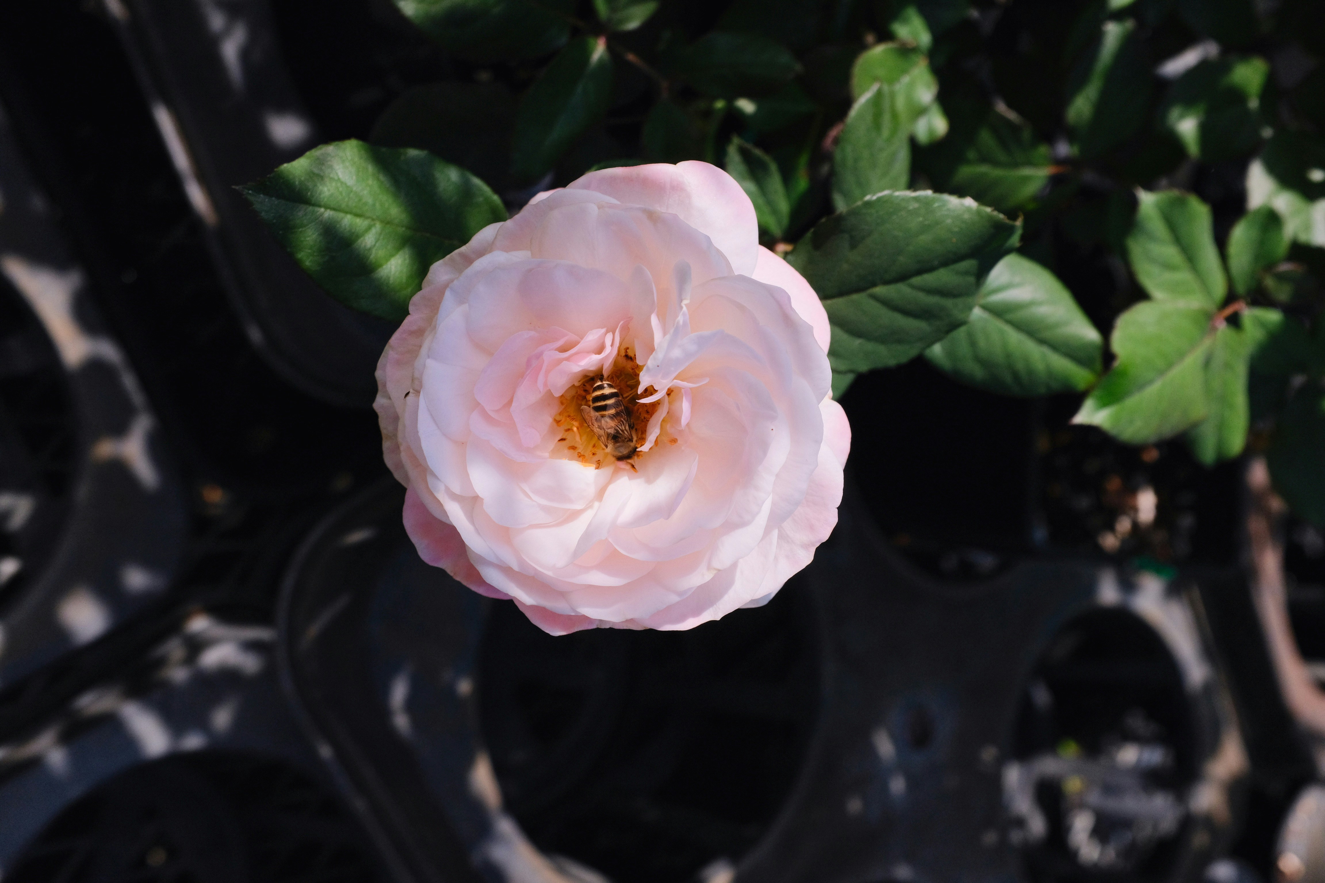 Petal Core: Pale Pink Rose with a Bee at Its Heart