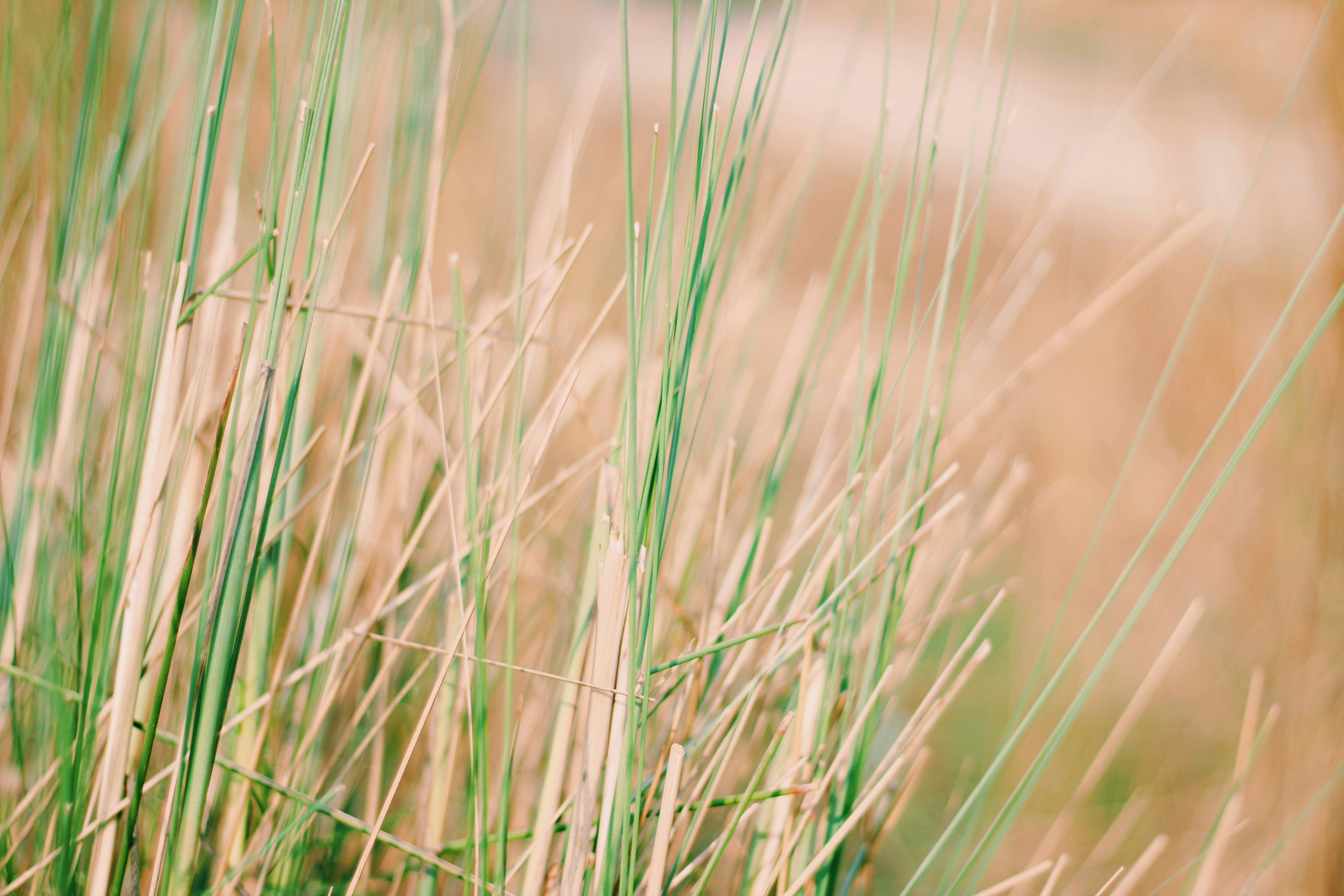 Delicate green blades of grass intermingled with golden strands, capturing the essence of a sunlit meadow. The composition highlights the intricate textures and colors of the natural world.