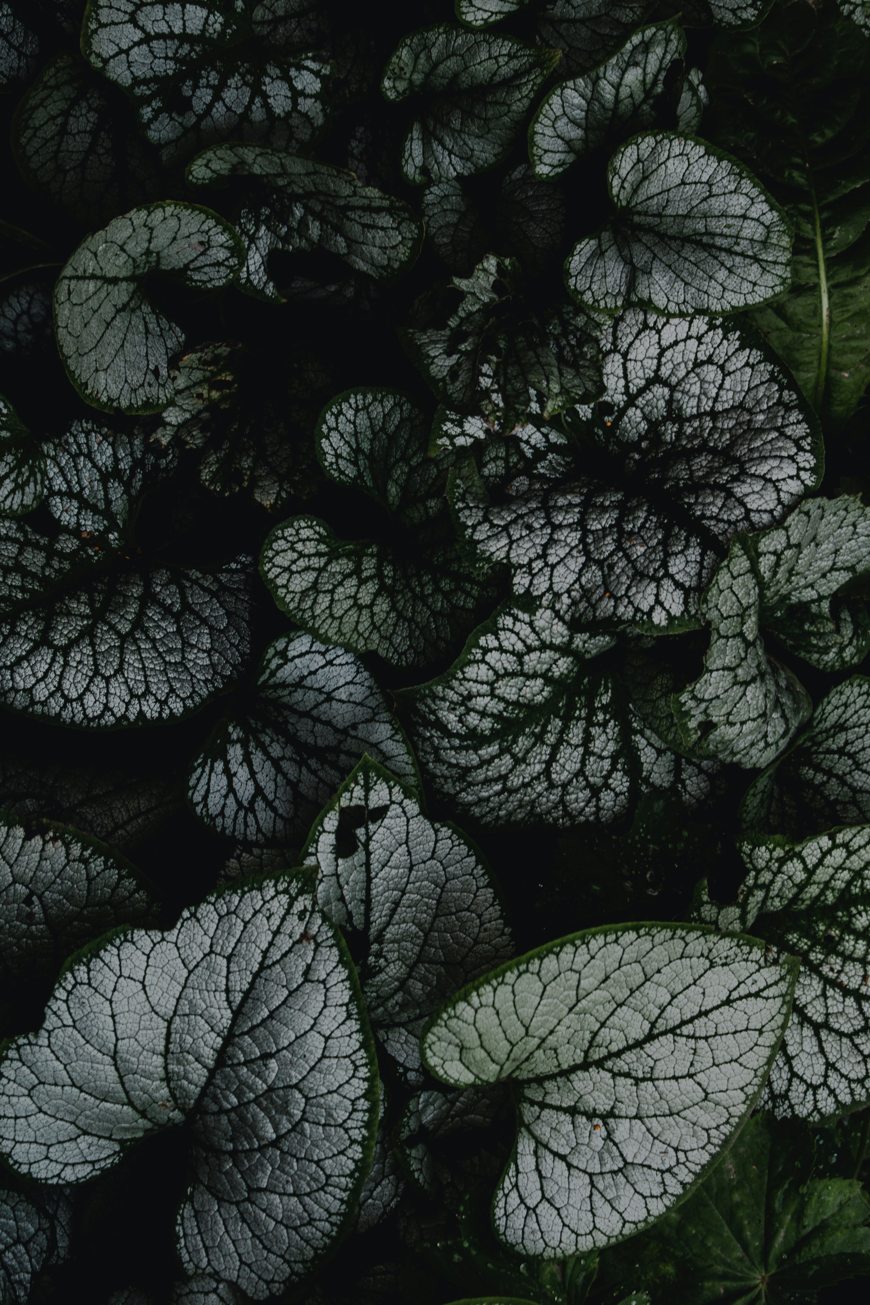 Iridescent Ferns: Tranquil Veins of Moonlit Leaves