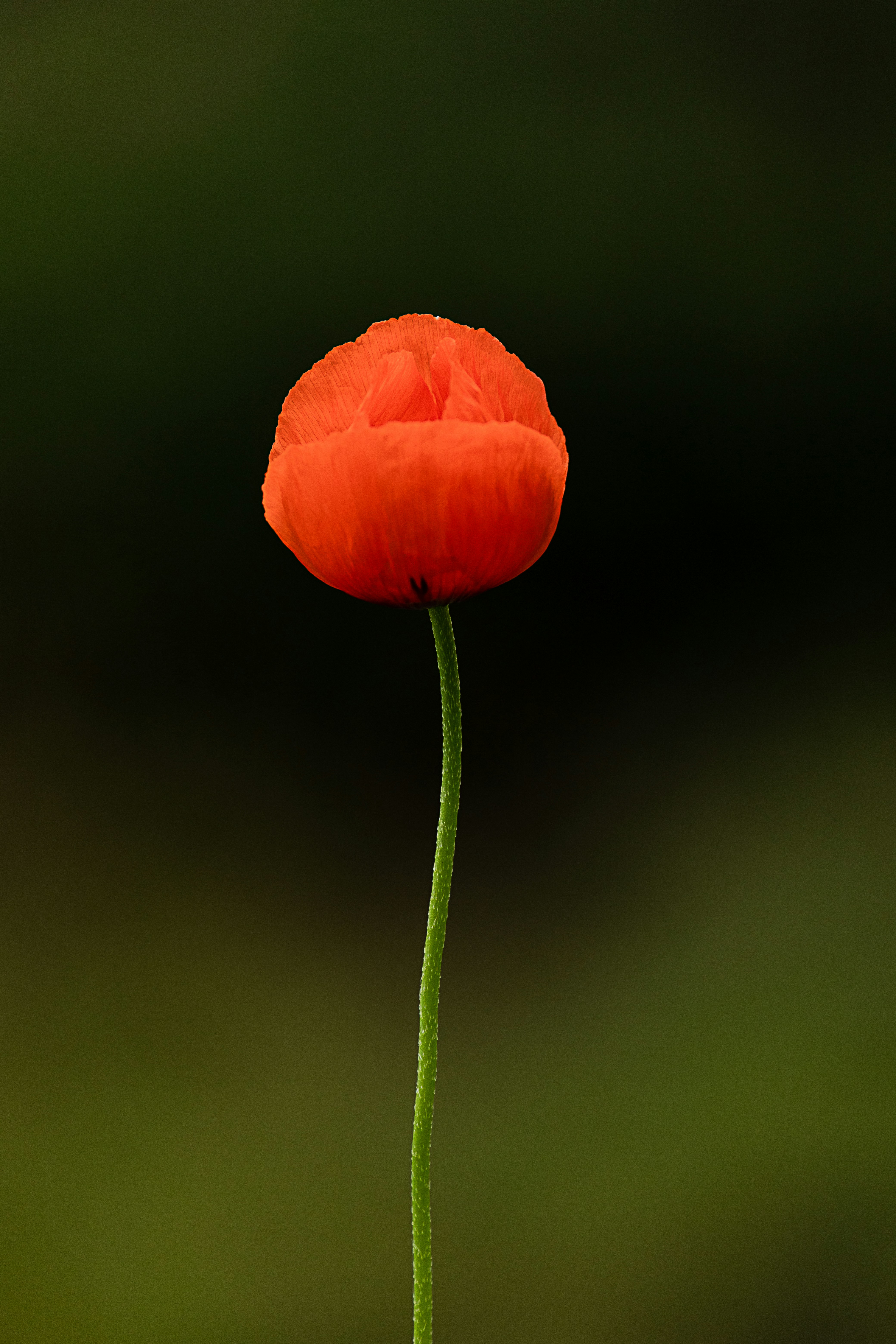 Lone Crimson Poppy, Velvet Backdrop