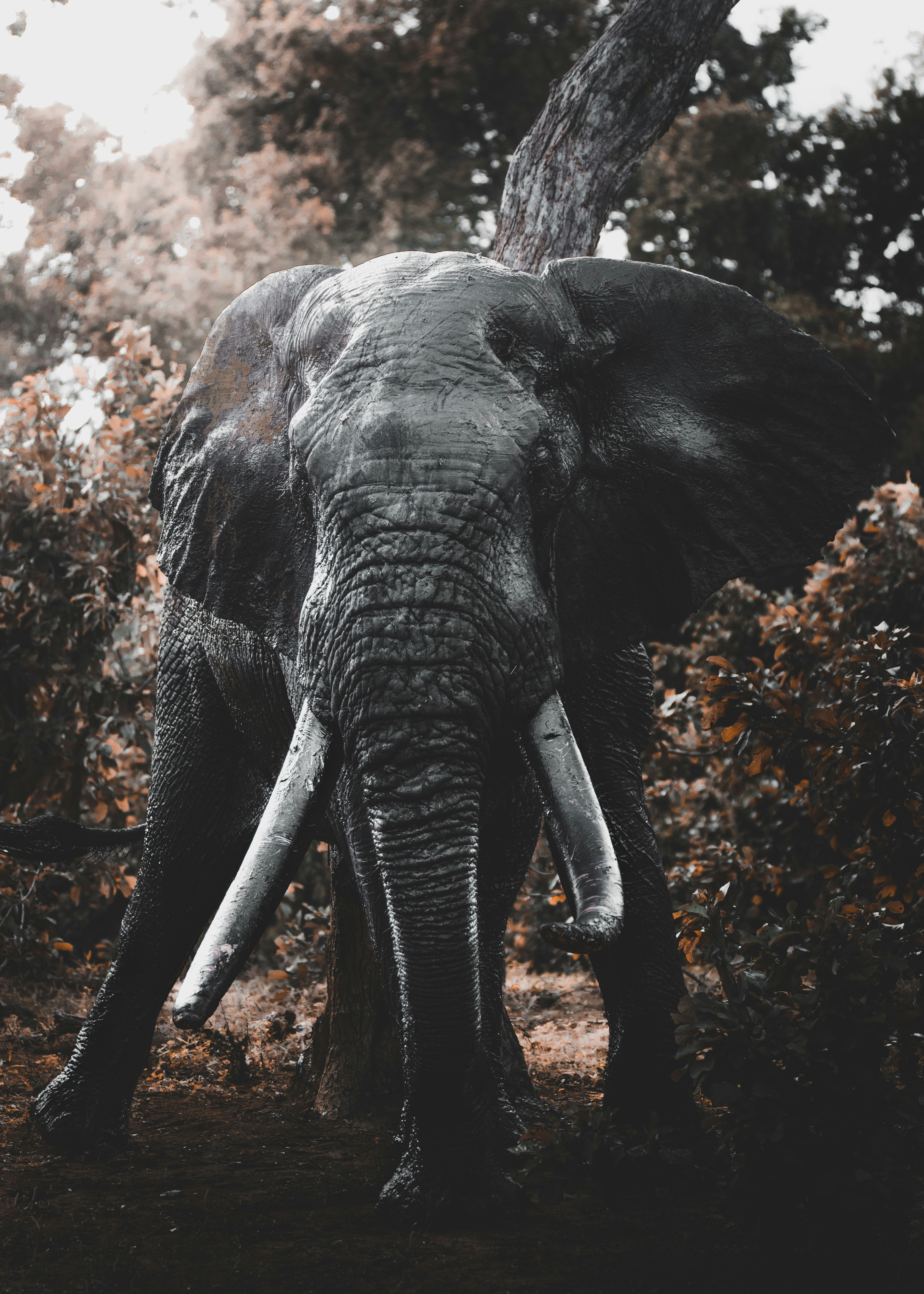 An imposing elephant stands amidst a backdrop of muted foliage, showcasing its grandeur and strength.