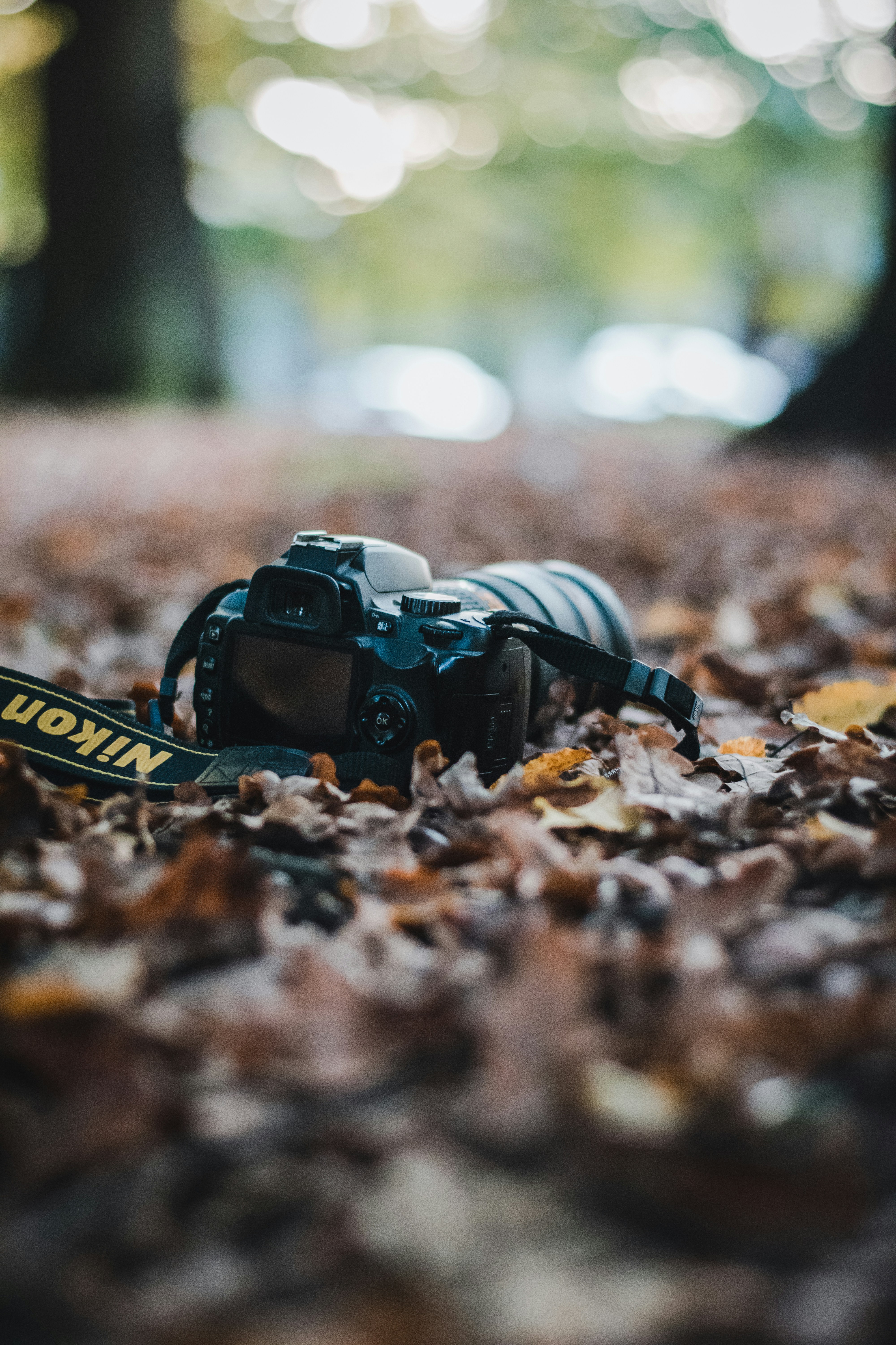 Nikon on Fallen Leaves: A Quiet Moment in the Park