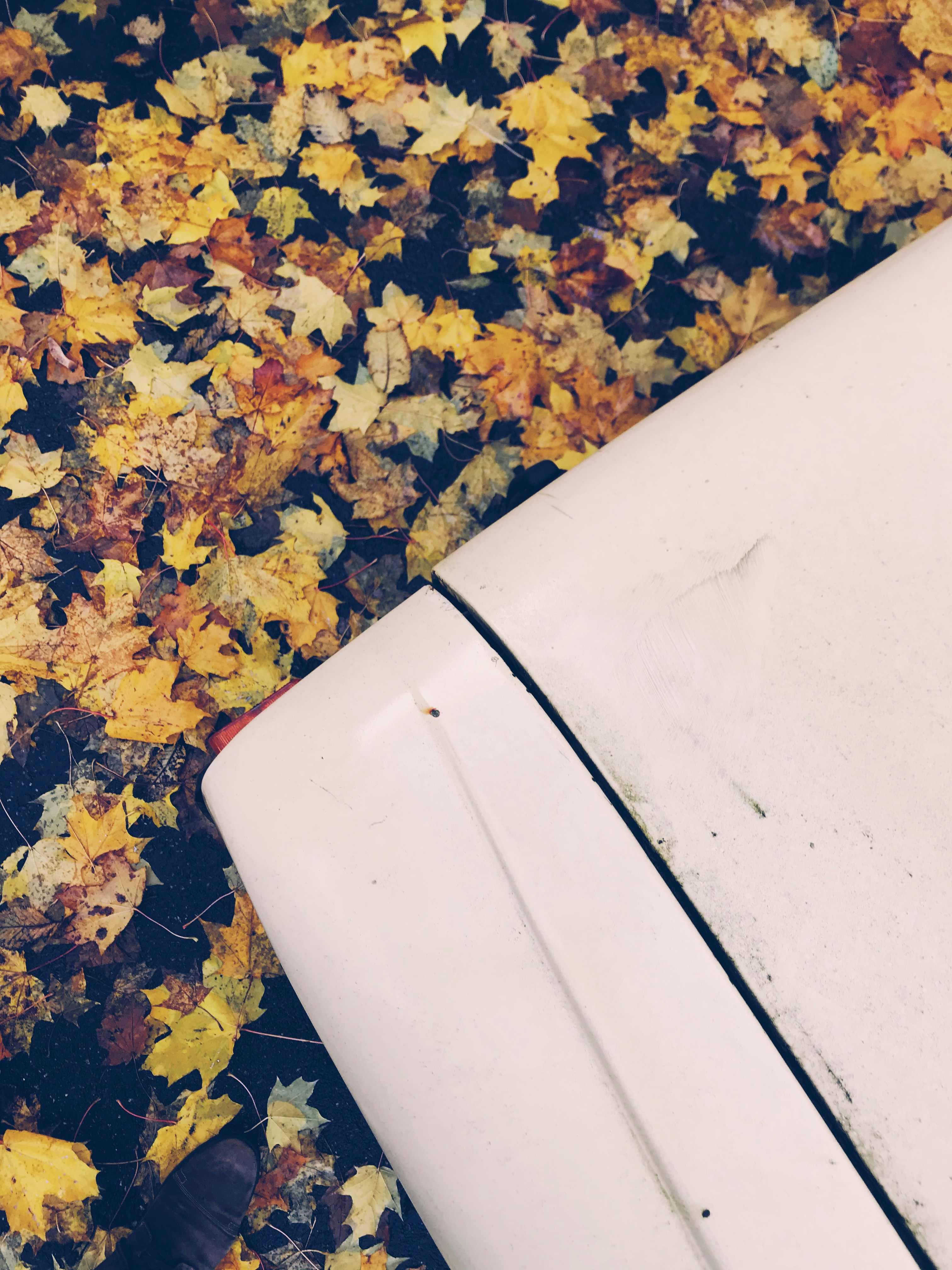 Autumn Confetti on a Quiet Car Hood