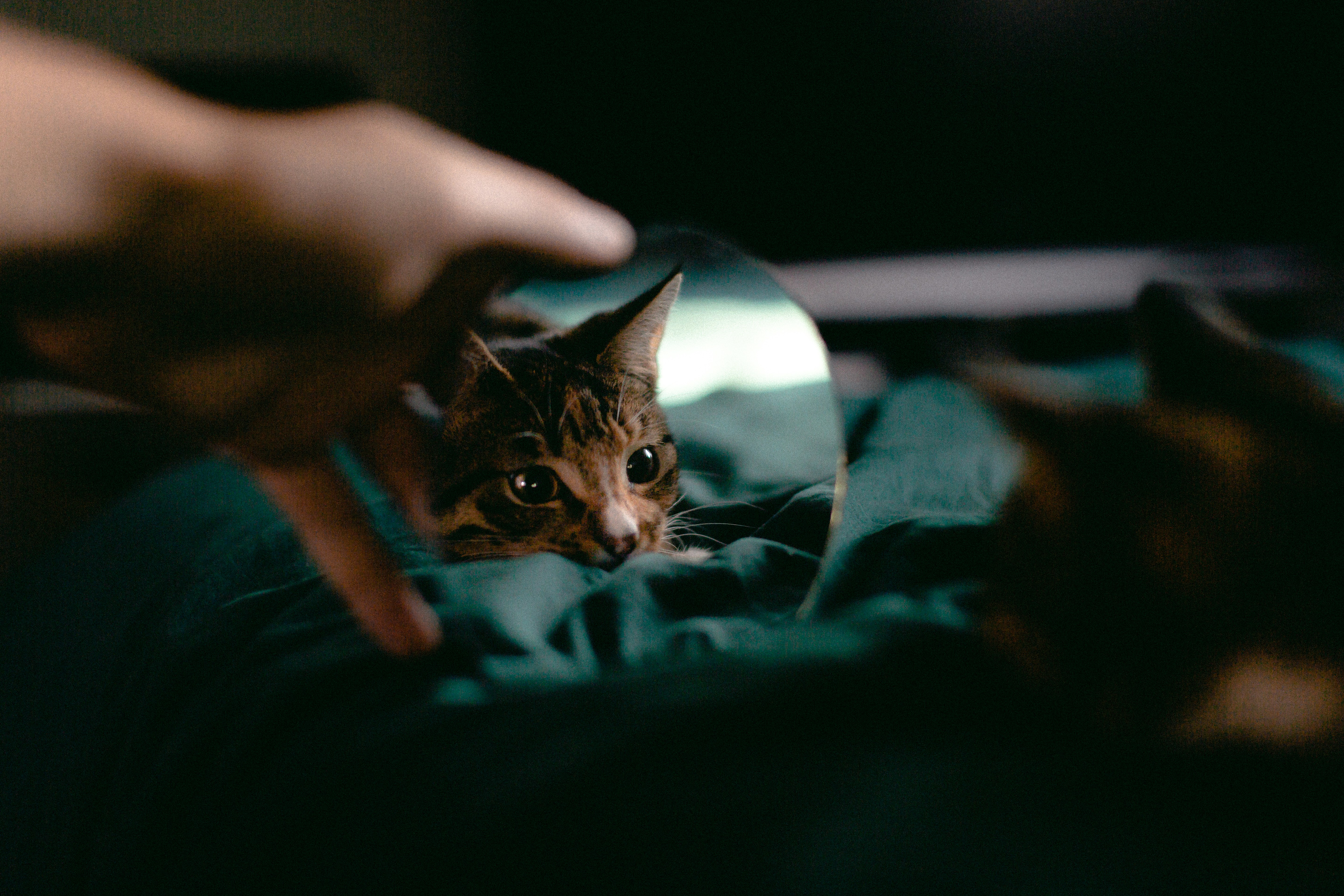 A playful cat gazes at its reflection in a small mirror, surrounded by soft bedding. The scene captures a moment of feline intrigue.