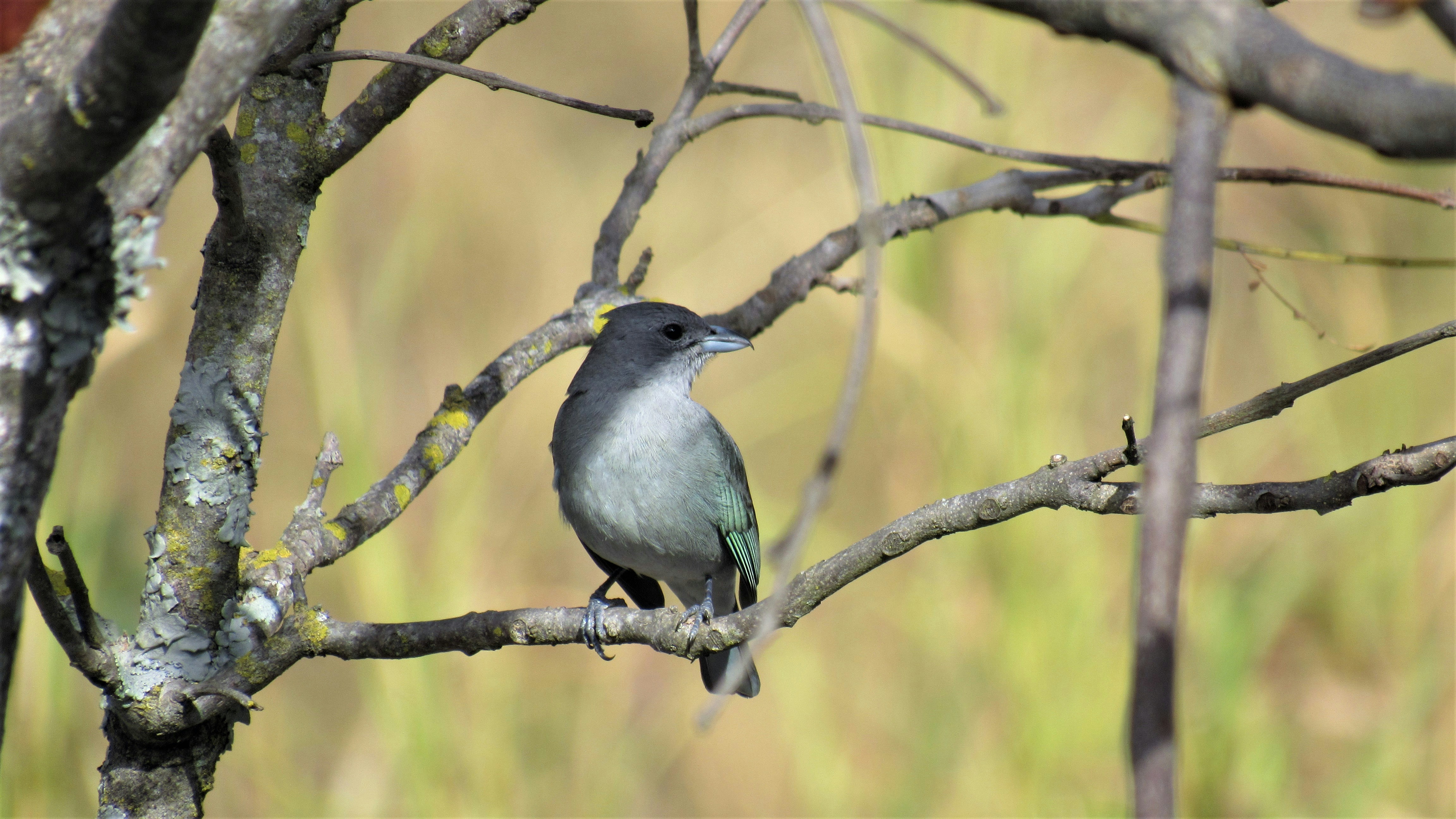 A natural photograph of a small perching bird with a gray crown and green-tinged wings on a mossy branch. The soft, sunlit background isolates the subject.
