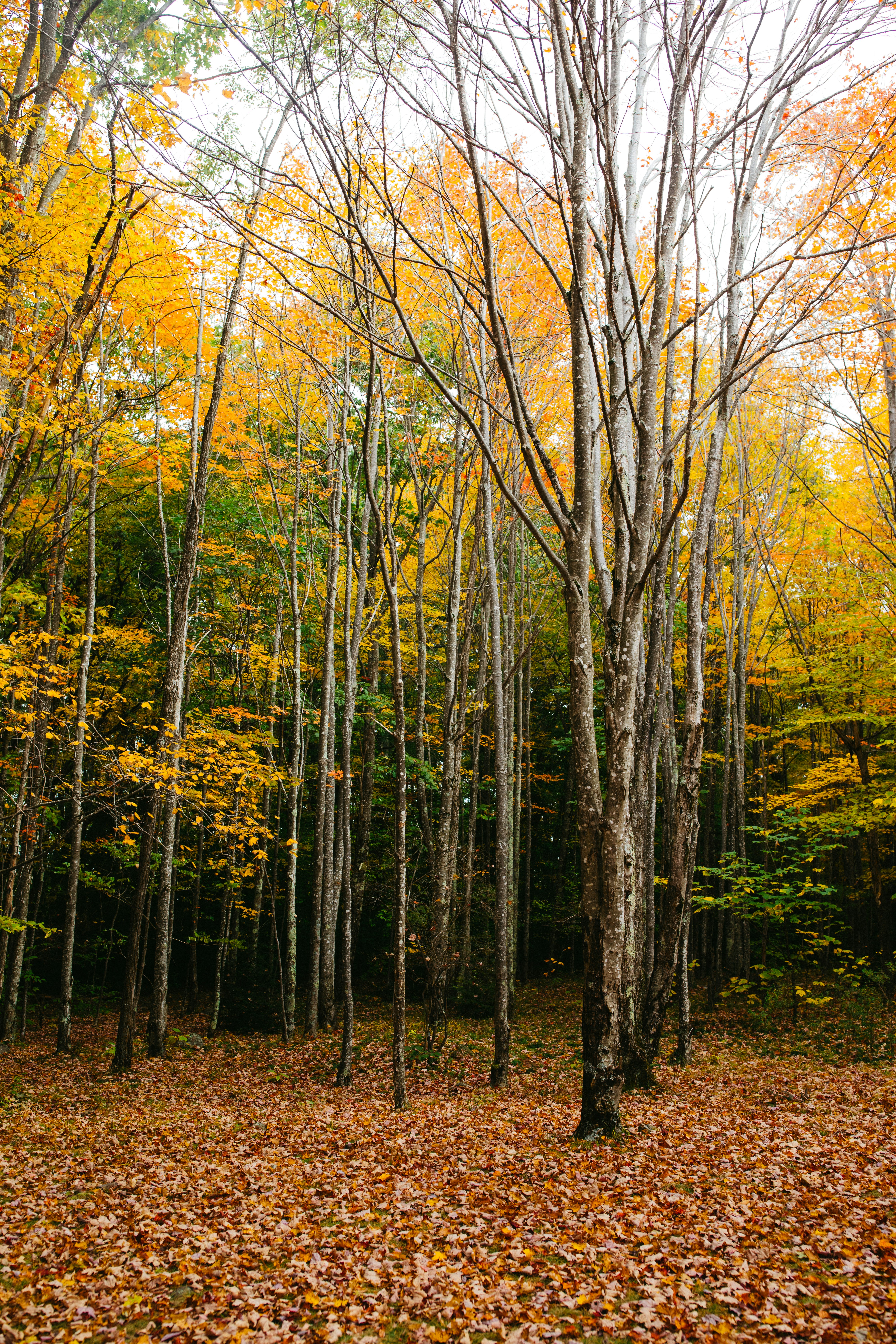 autumn colors in october in a forest