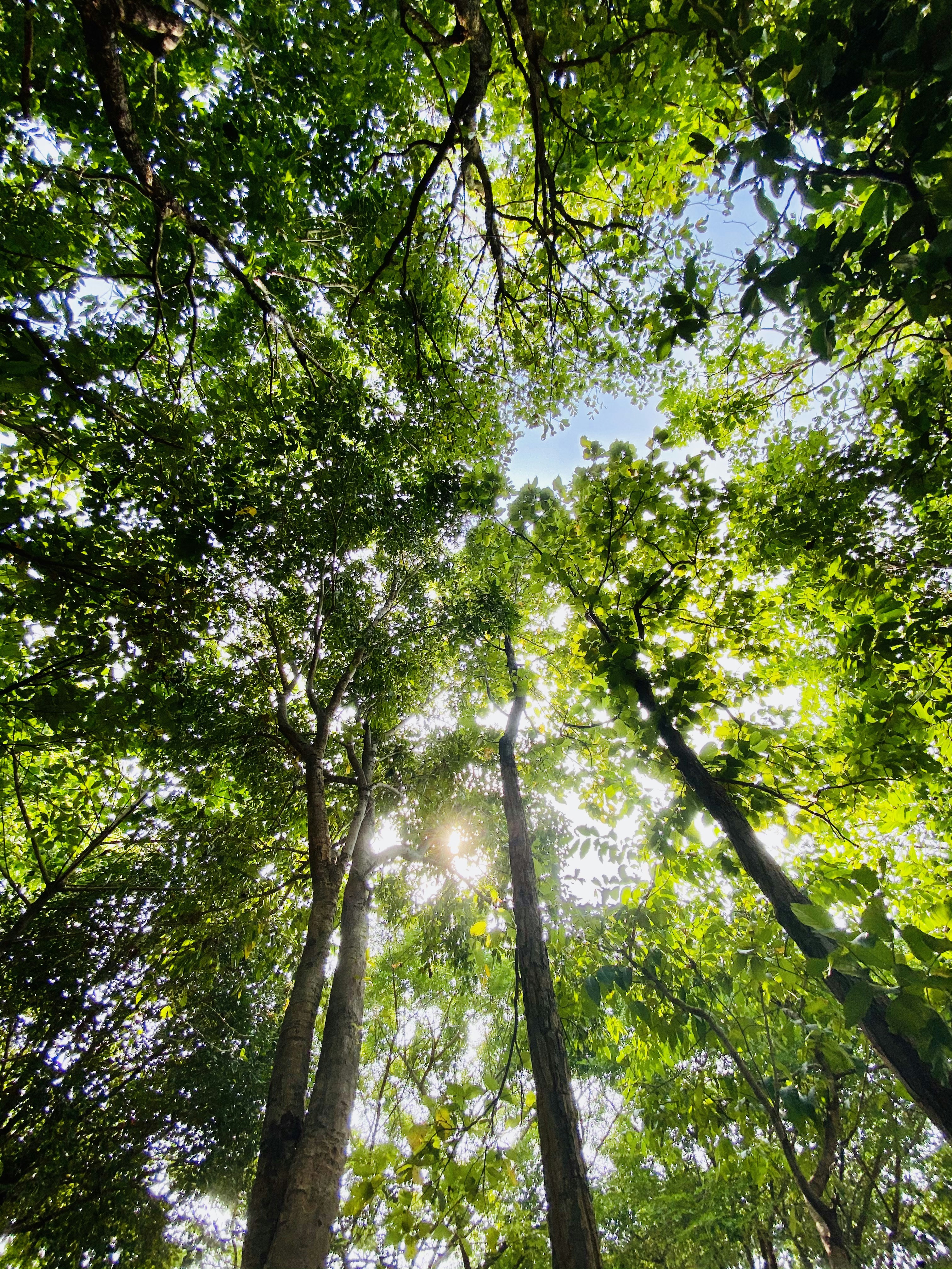 Green trees under white sky during daytime photo – Free Attabira Image ...