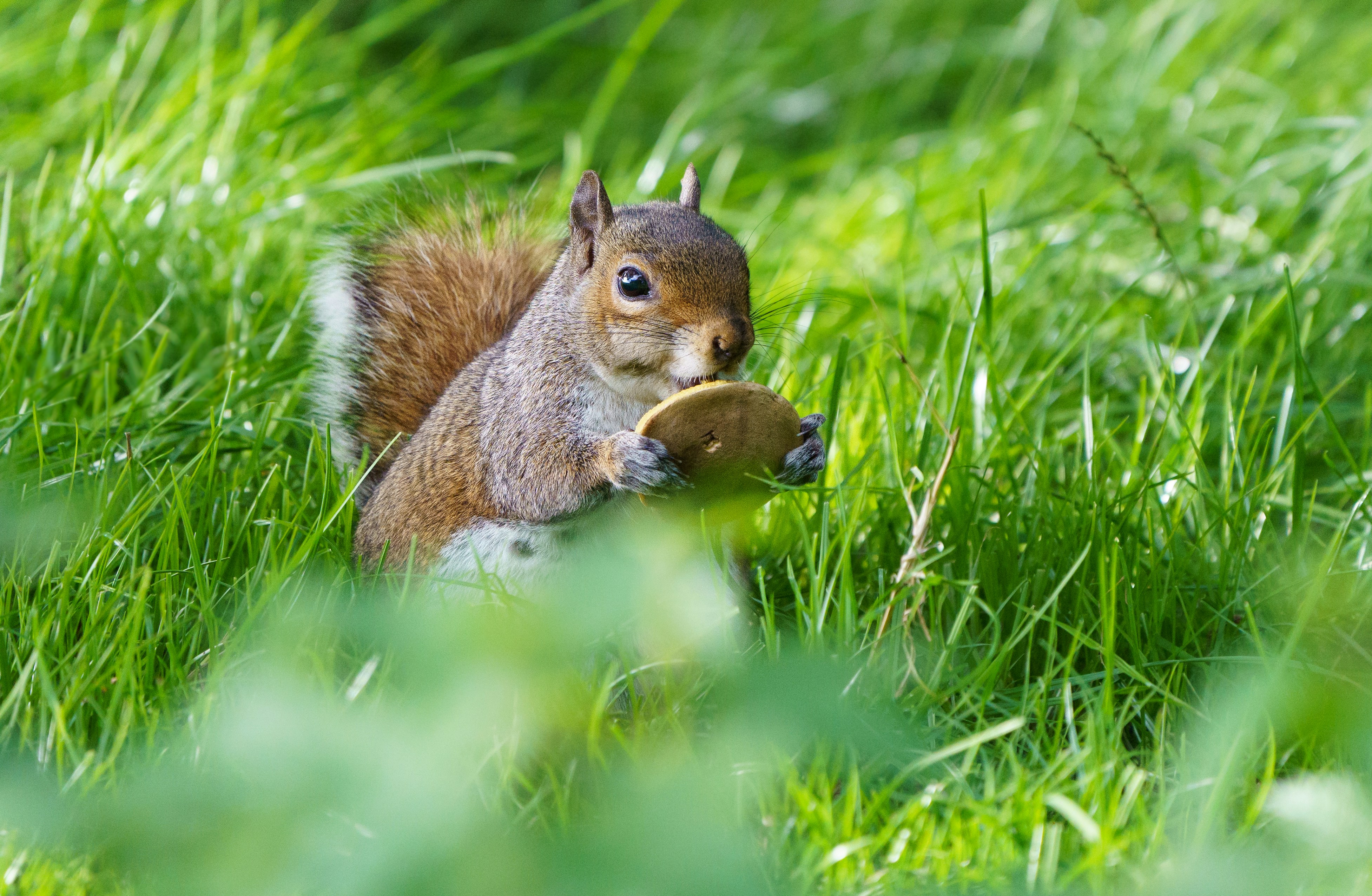  A squirrel in a field eating a wild mushroom