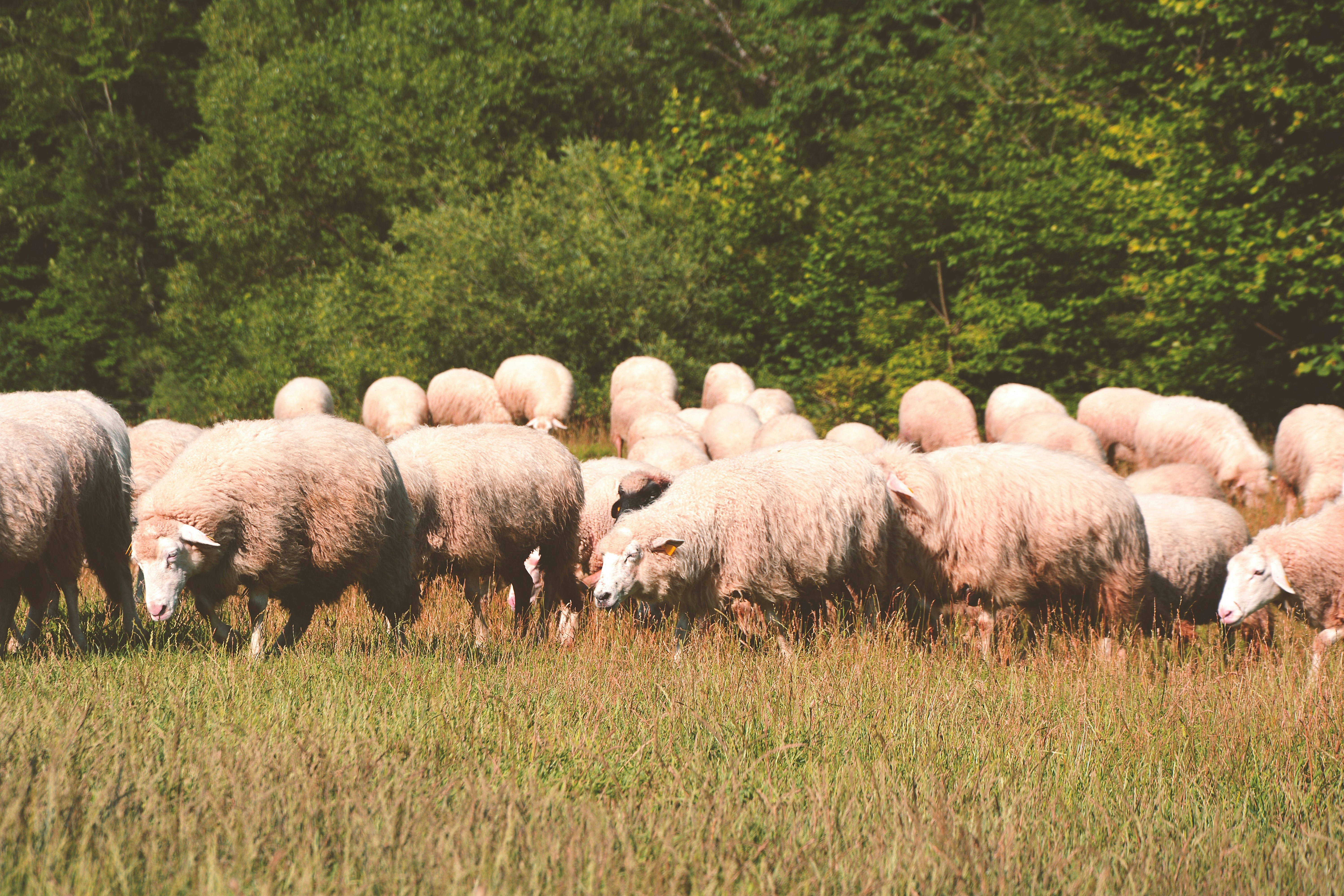 Herd