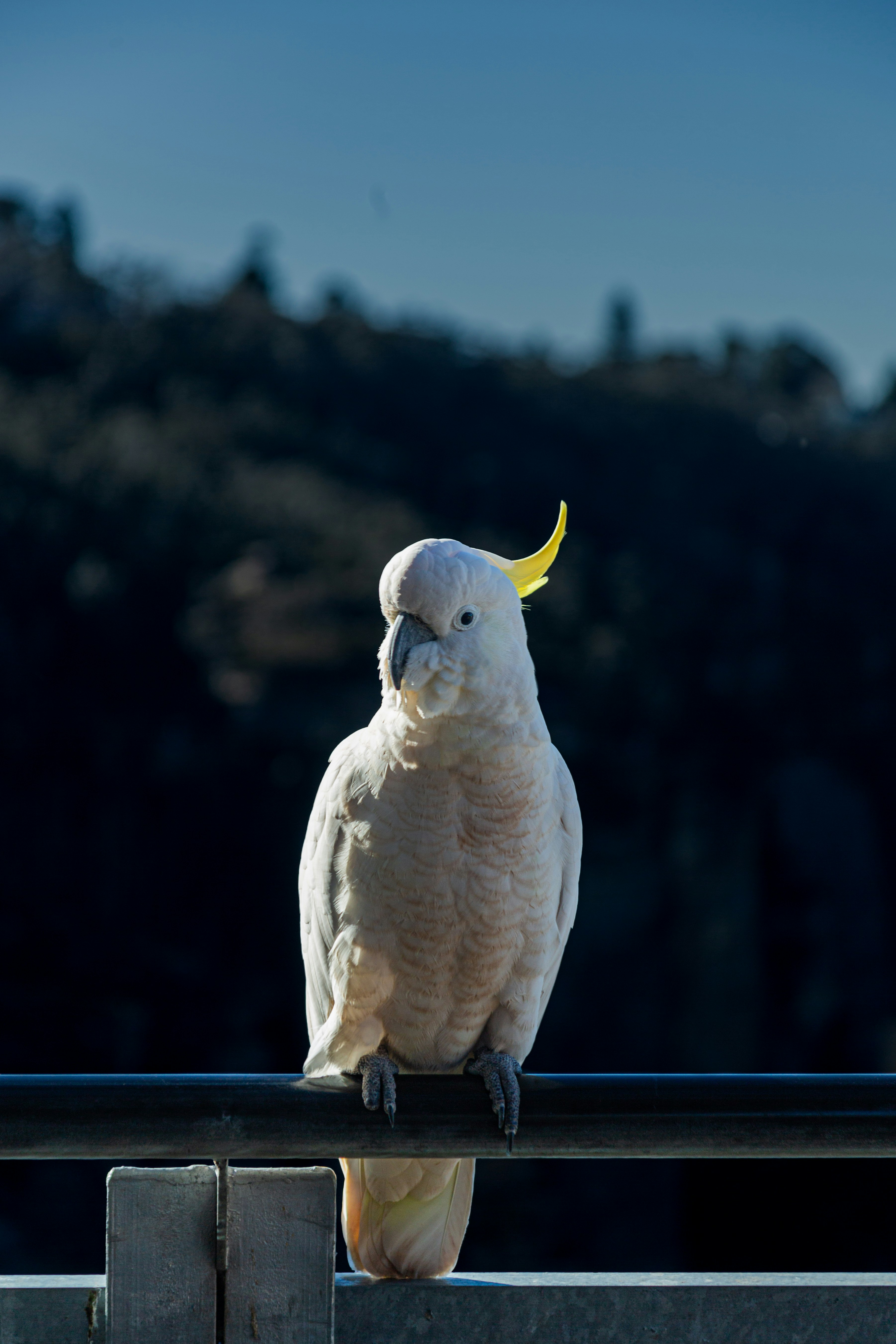 The Regal Stance of a Sulphur-Crested Cockatoo