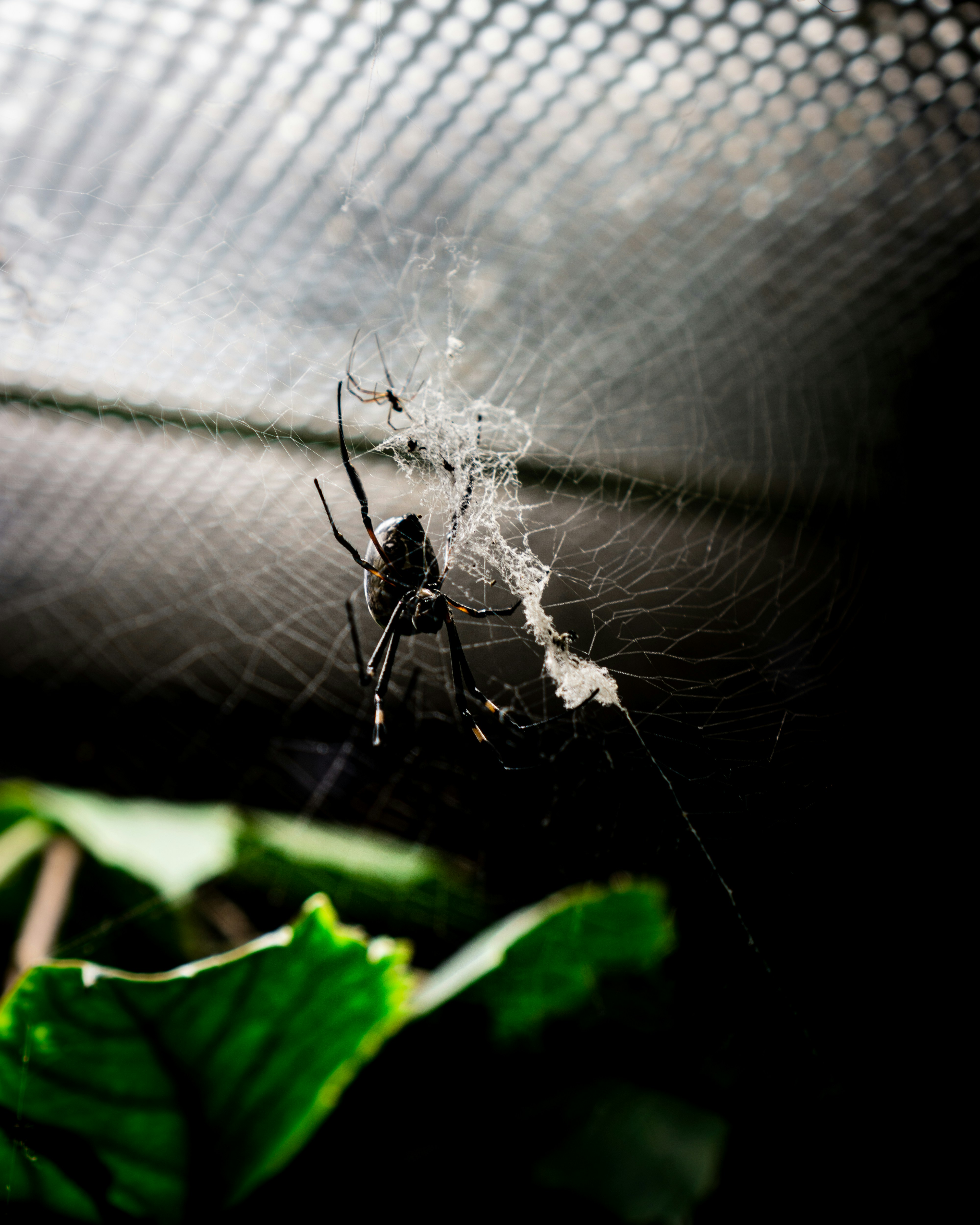 Web Weaver in Twilight: a dew-dusted spider on a delicate trap