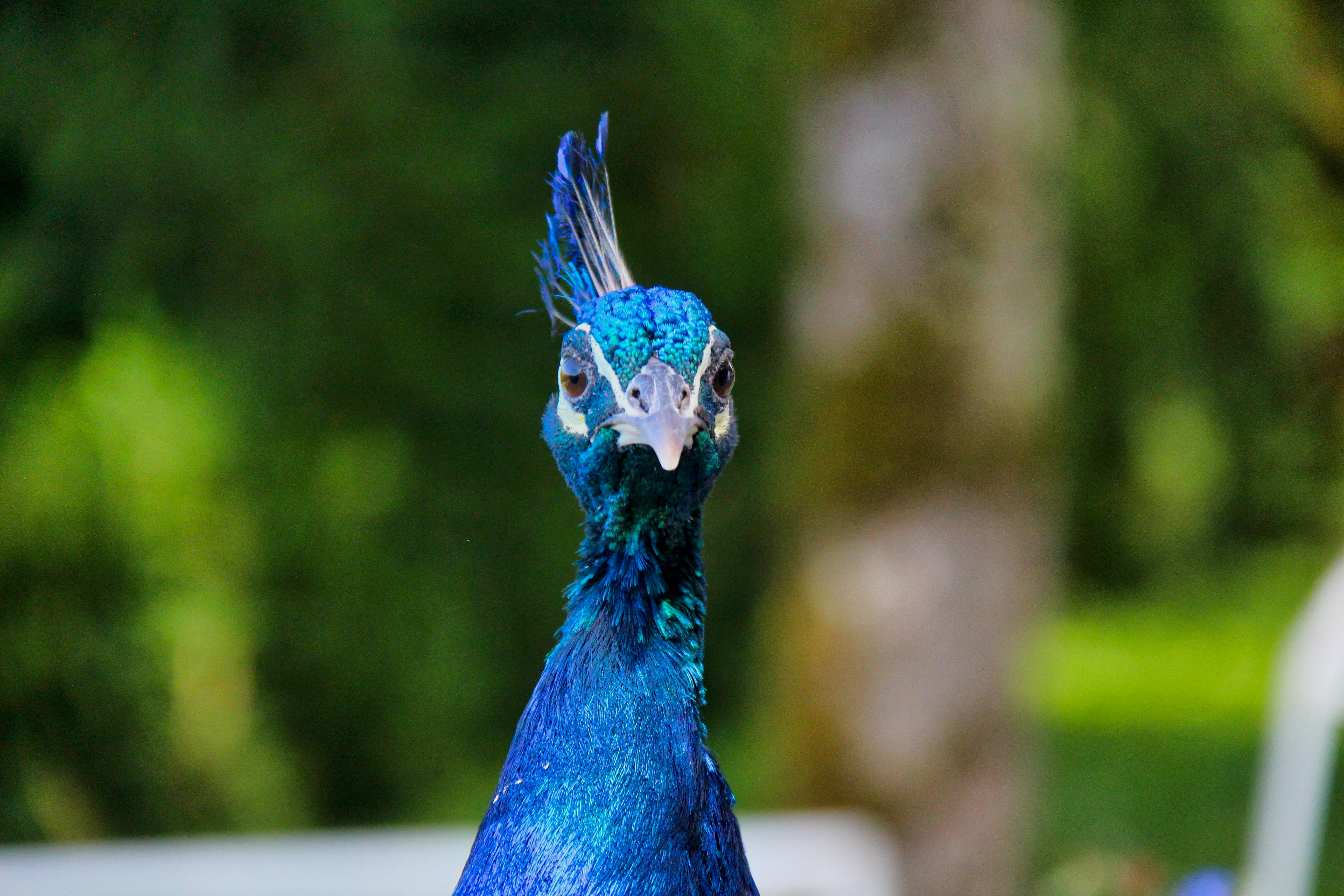 blue peacock in tilt shift lens