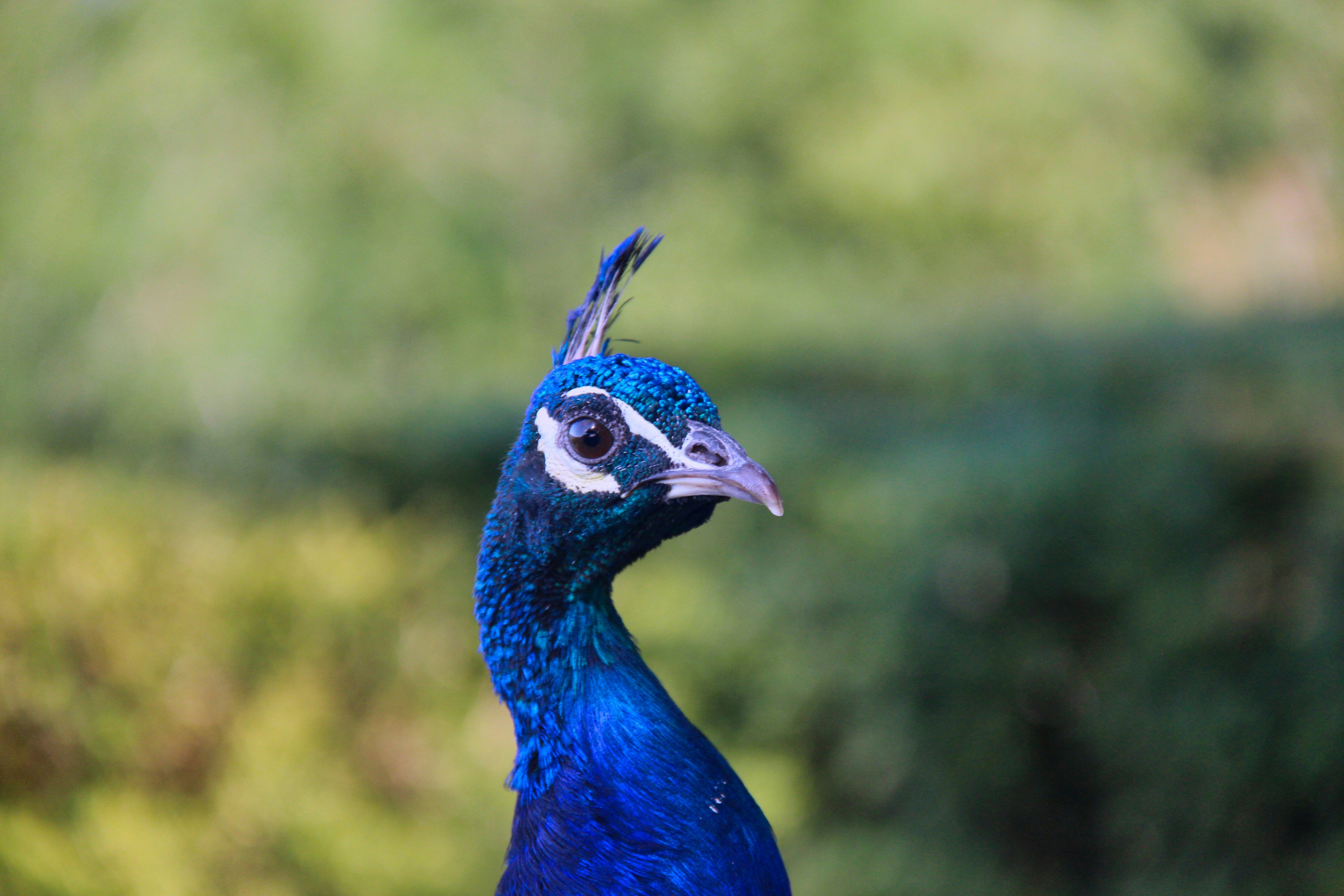 blue peacock in close up photography