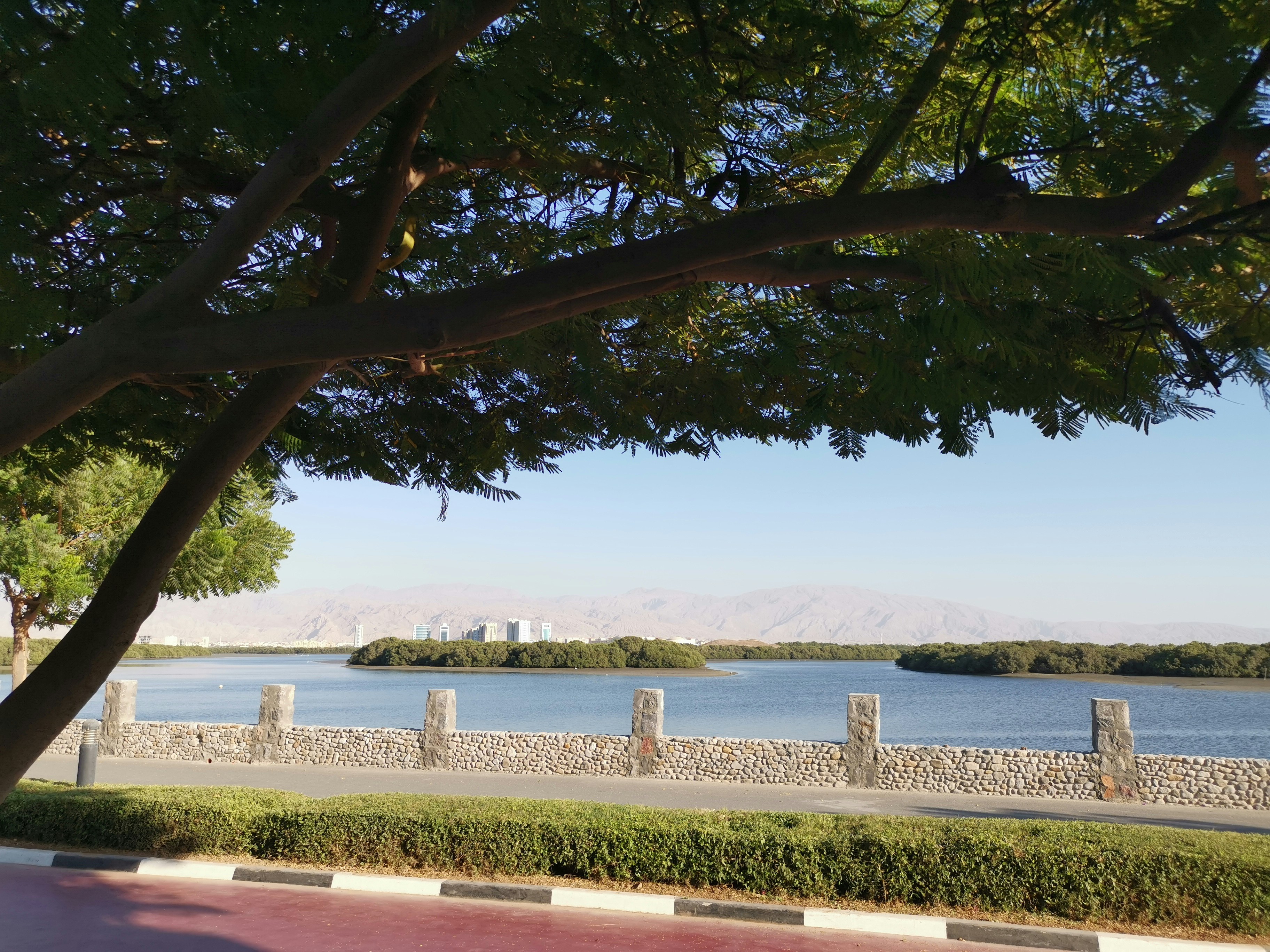 Green tree near body of water during daytime photo – Free Grey Image on ...