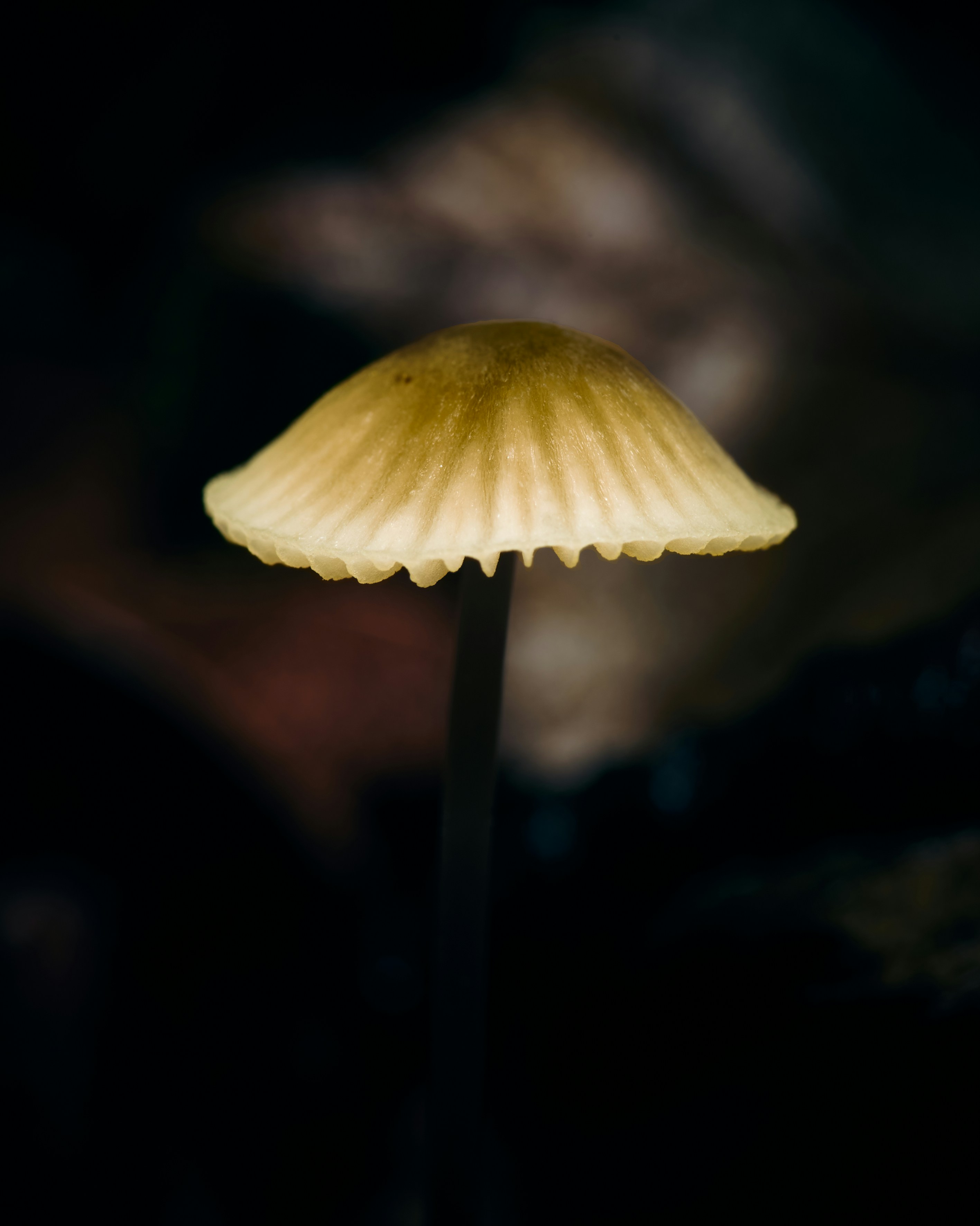 A solitary yellow mushroom stands tall against a dark, blurred background, showcasing its delicate structure and vibrant color.