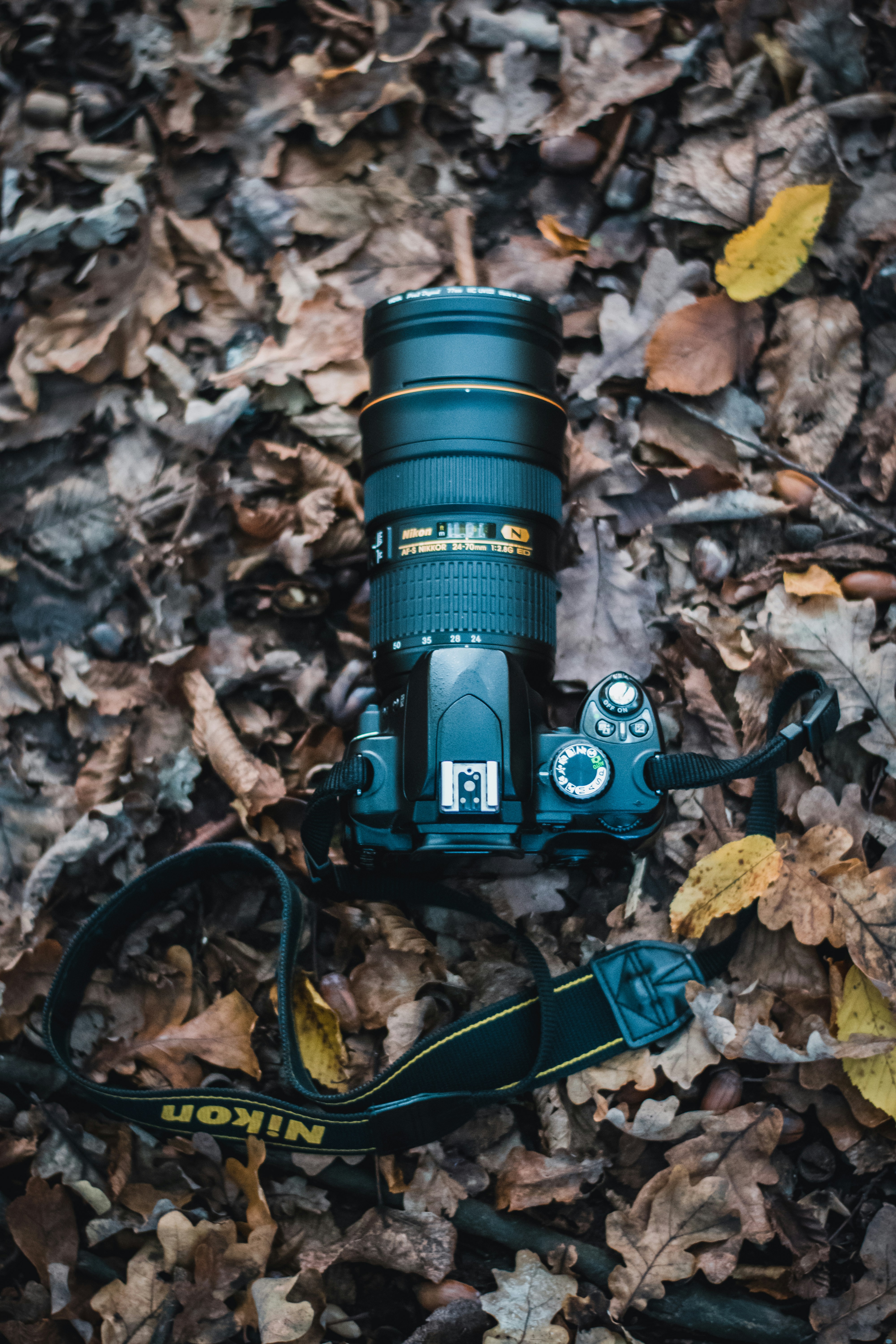 Nikon in Fallen Leaves: A Close-Up on a Canon of Light
