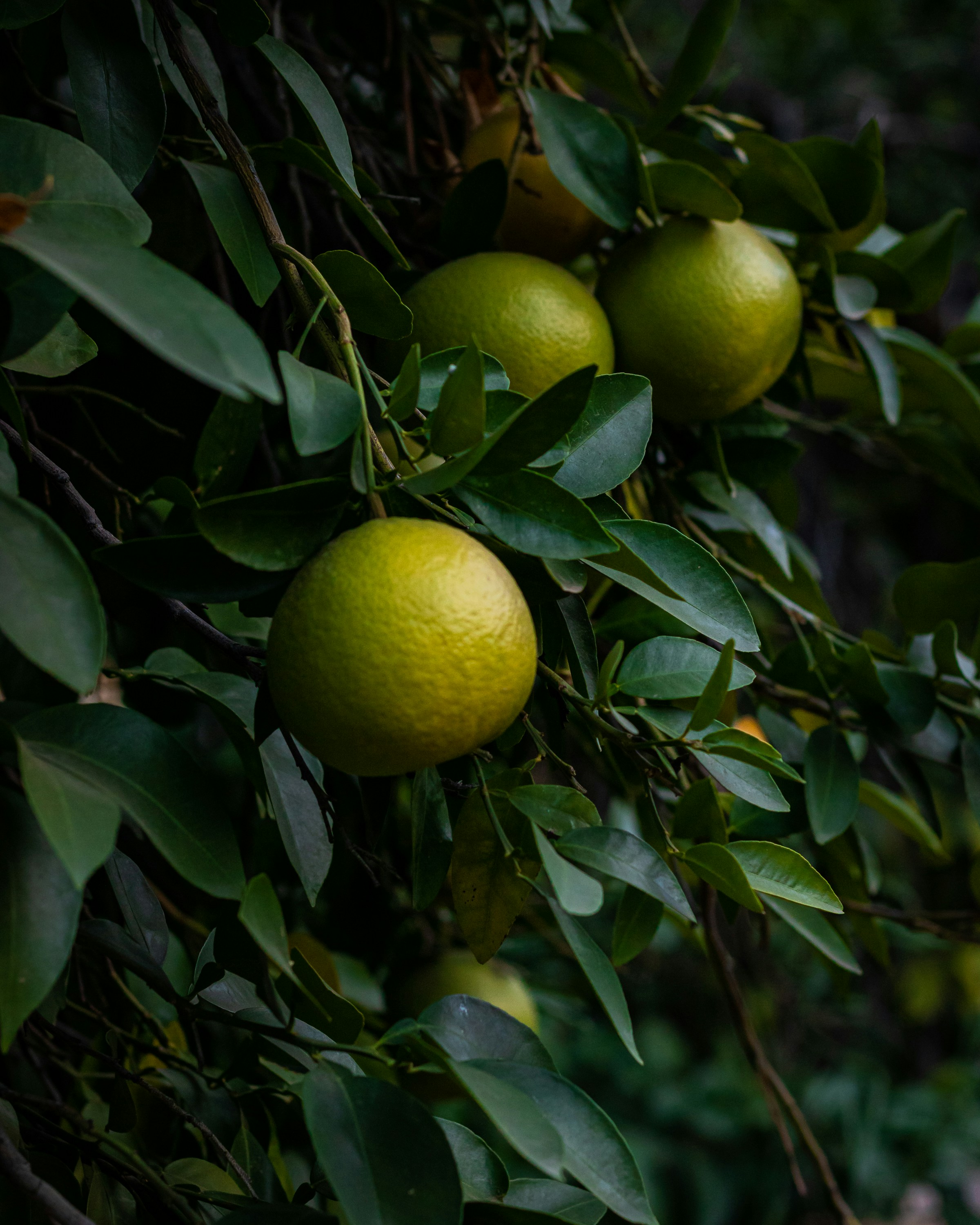 Lemon Trees Pictures | Download Free Images on Unsplash
